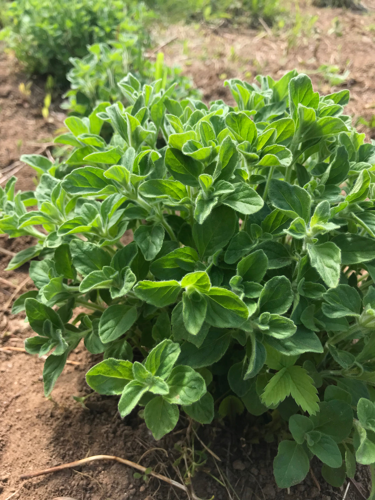 Nepitella Seeds (Clinopodium nepeta) — Annapolis Seeds