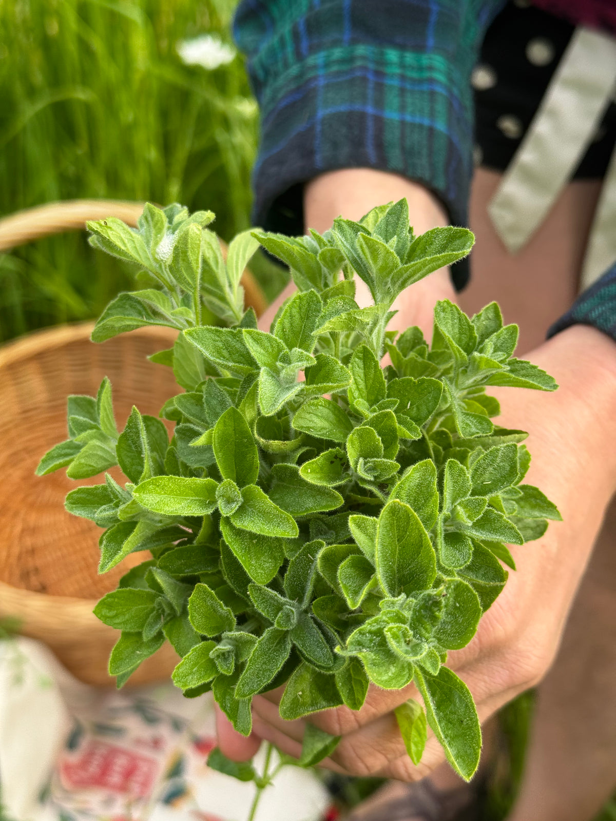 Nepitella Seeds (Clinopodium nepeta) — Annapolis Seeds