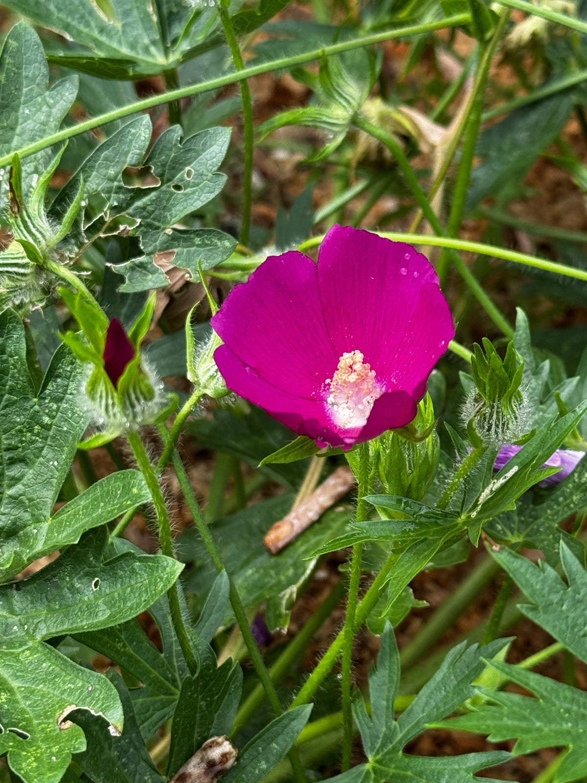Winecup Mallow - Purple Poppy Mallow — Annapolis Seeds