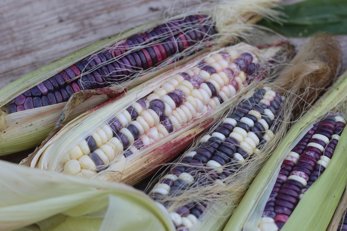 Rainbow Inca Sweet Corn — Annapolis Seeds