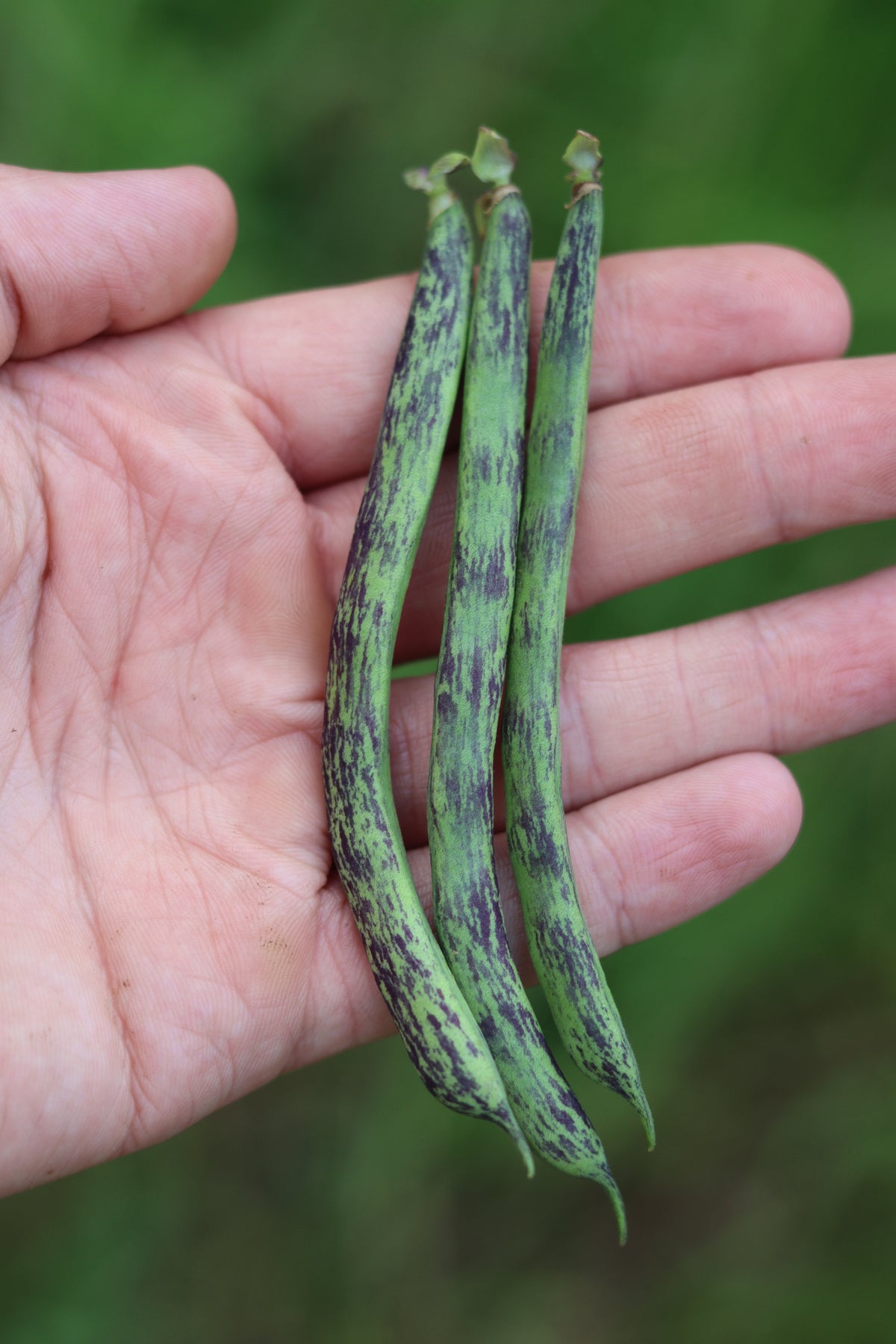Rattlesnake Pole Bean — Annapolis Seeds