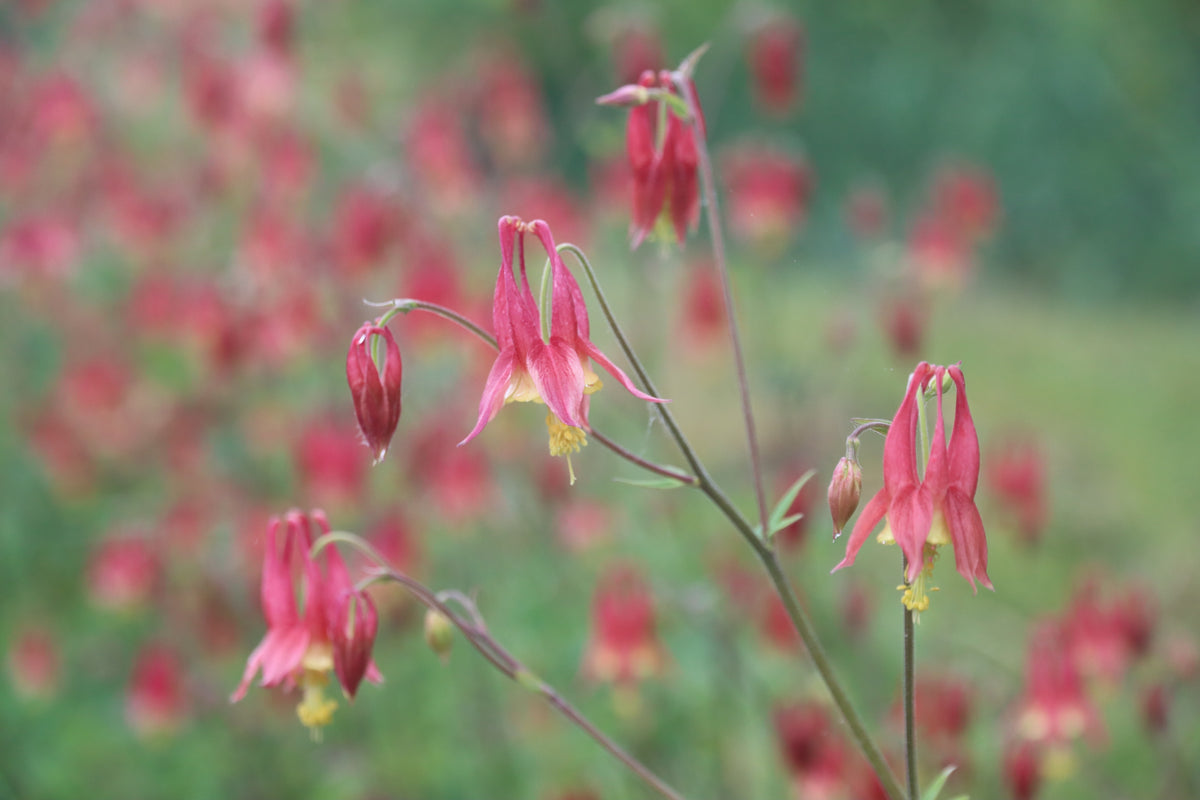 Eastern Red Columbine Seeds (Aquilegia canadensis) — Annapolis Seeds