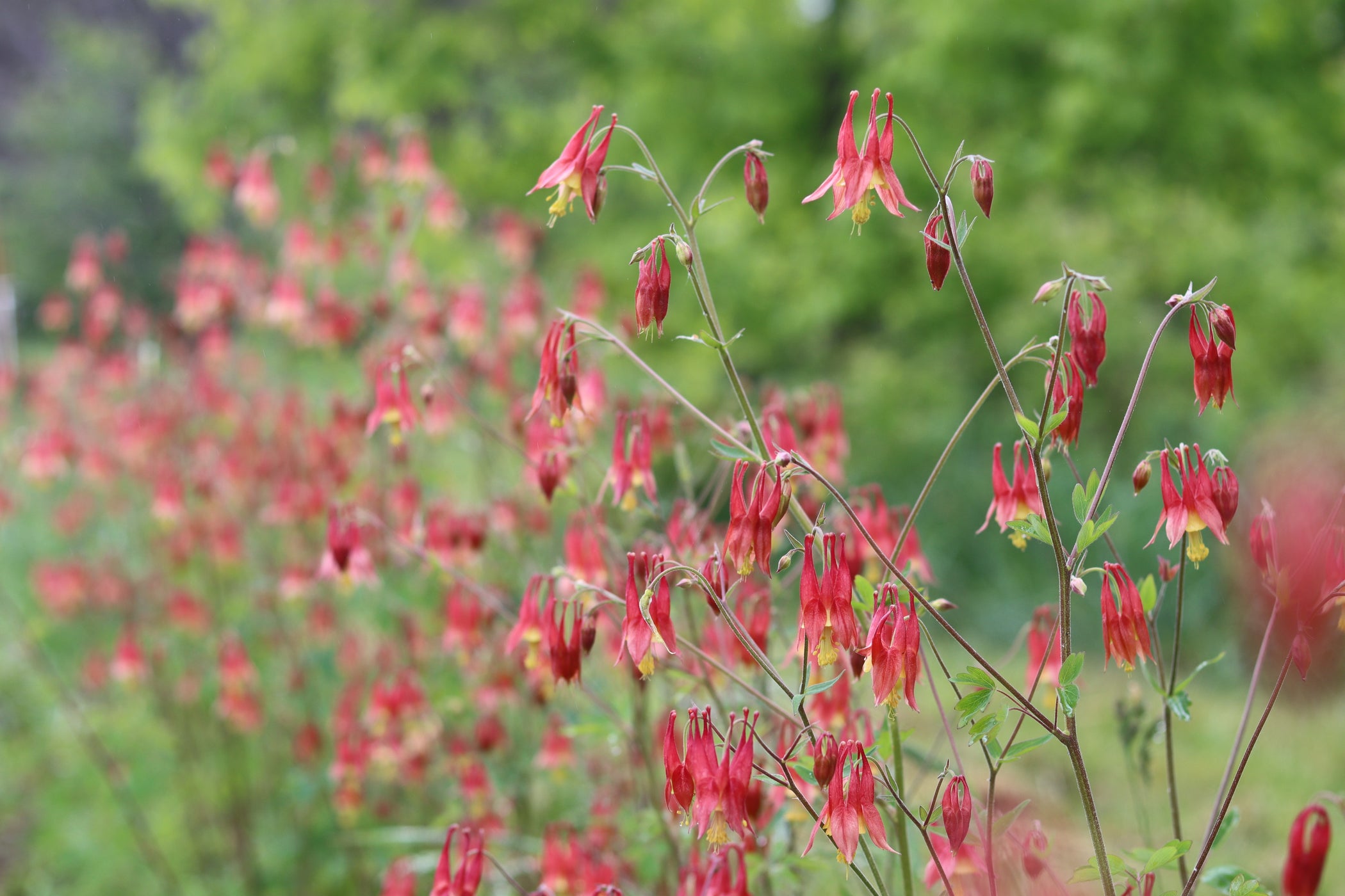 Eastern Red Columbine Seeds (Aquilegia canadensis) — Annapolis Seeds