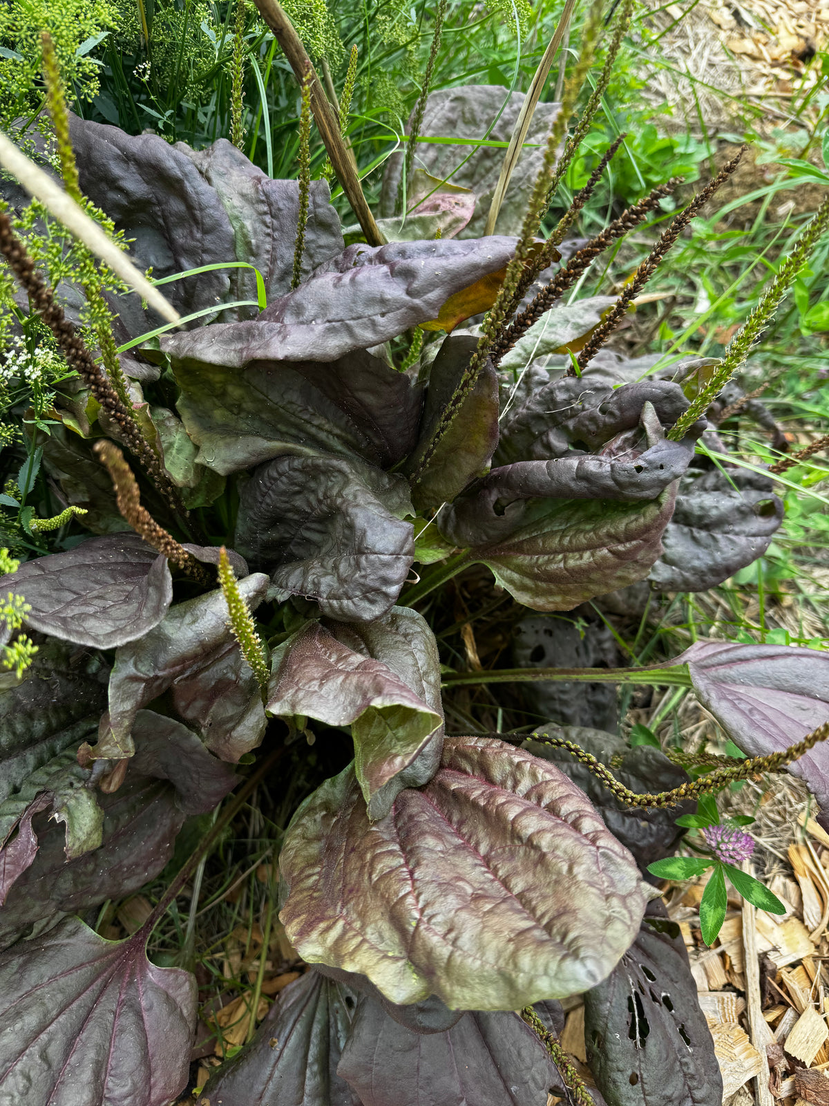 Red Plantain Seeds (Plantago major) — Annapolis Seeds