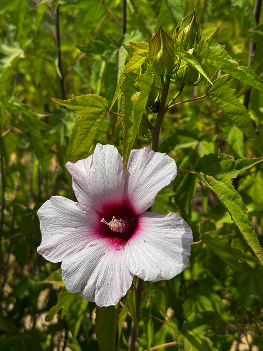 Halberd-leaf Rose Mallow (Hibiscus laevis) — Annapolis Seeds