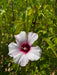Halberd-leaf Rose Mallow (Hibiscus laevis) — Annapolis Seeds