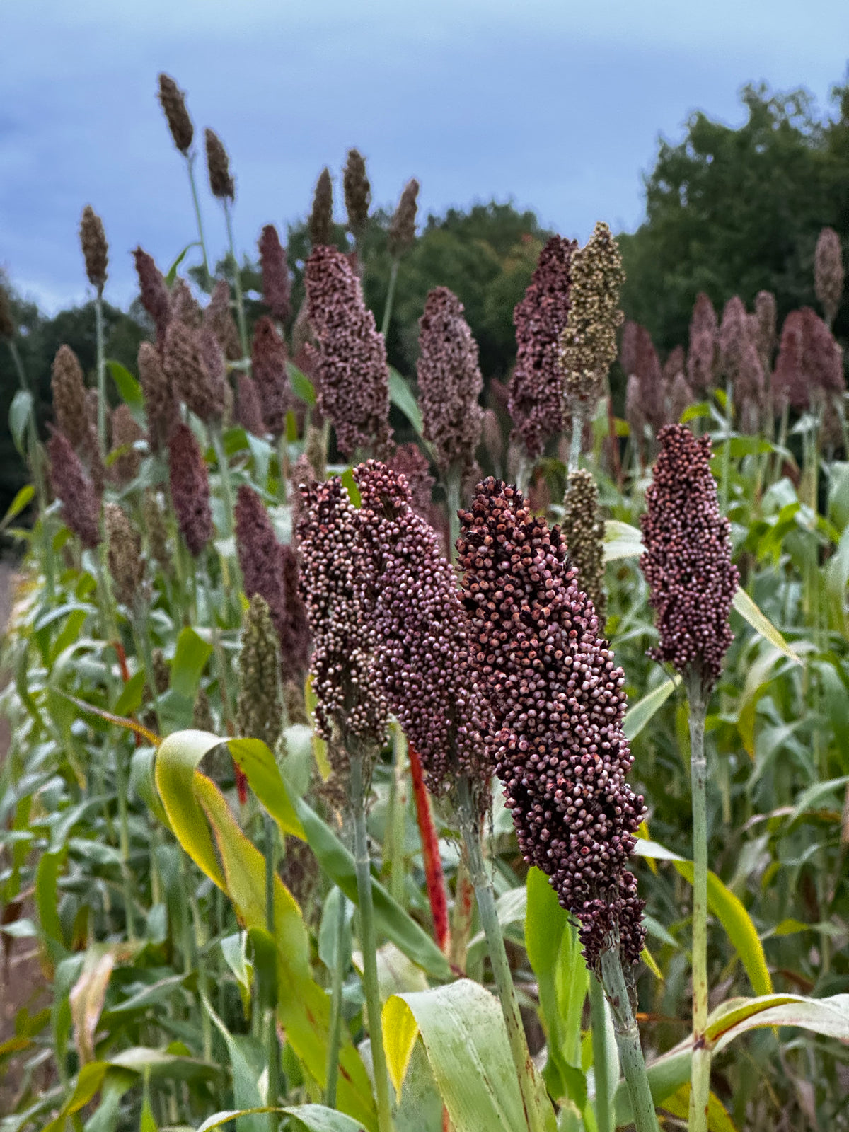 Rox Orange Syrup Cane Sorghum — Annapolis Seeds