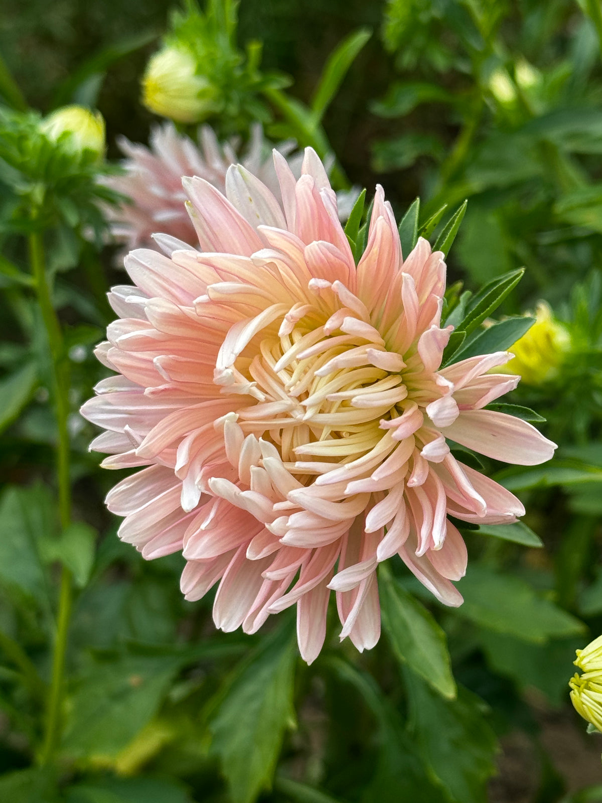 Salmon Janina China Aster — Annapolis Seeds