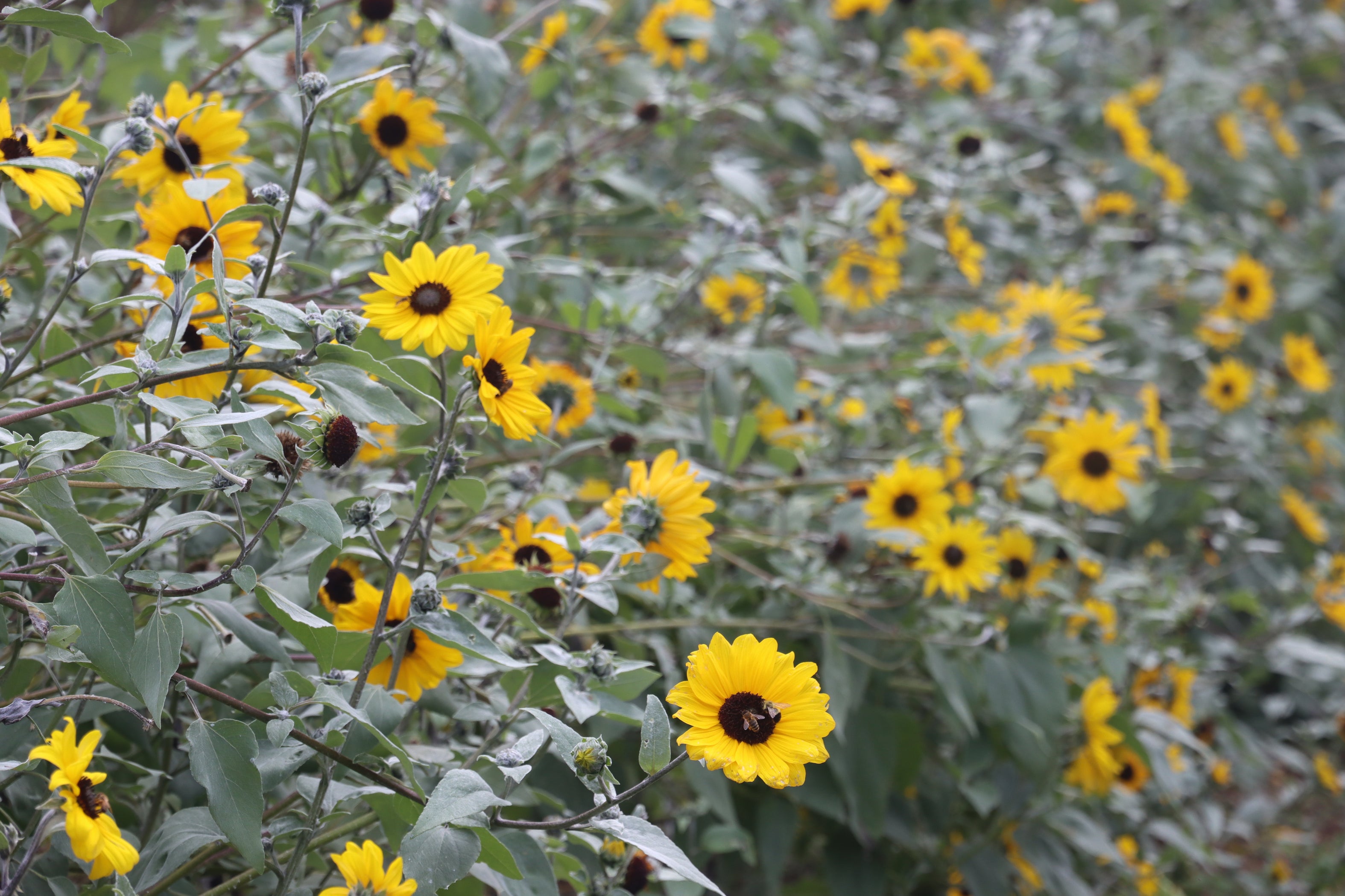 Silverleaf Sunflower (Helianthus argophyllus) — Annapolis Seeds
