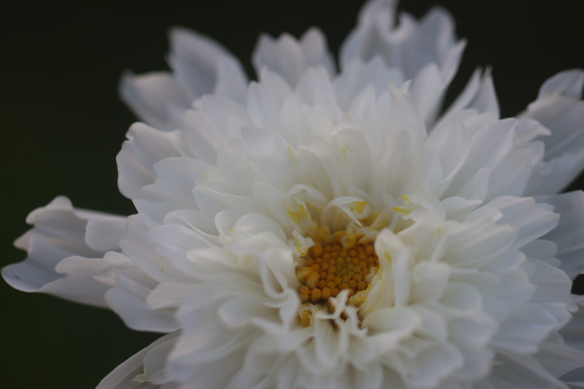 Snow Puff Cosmos — Annapolis Seeds