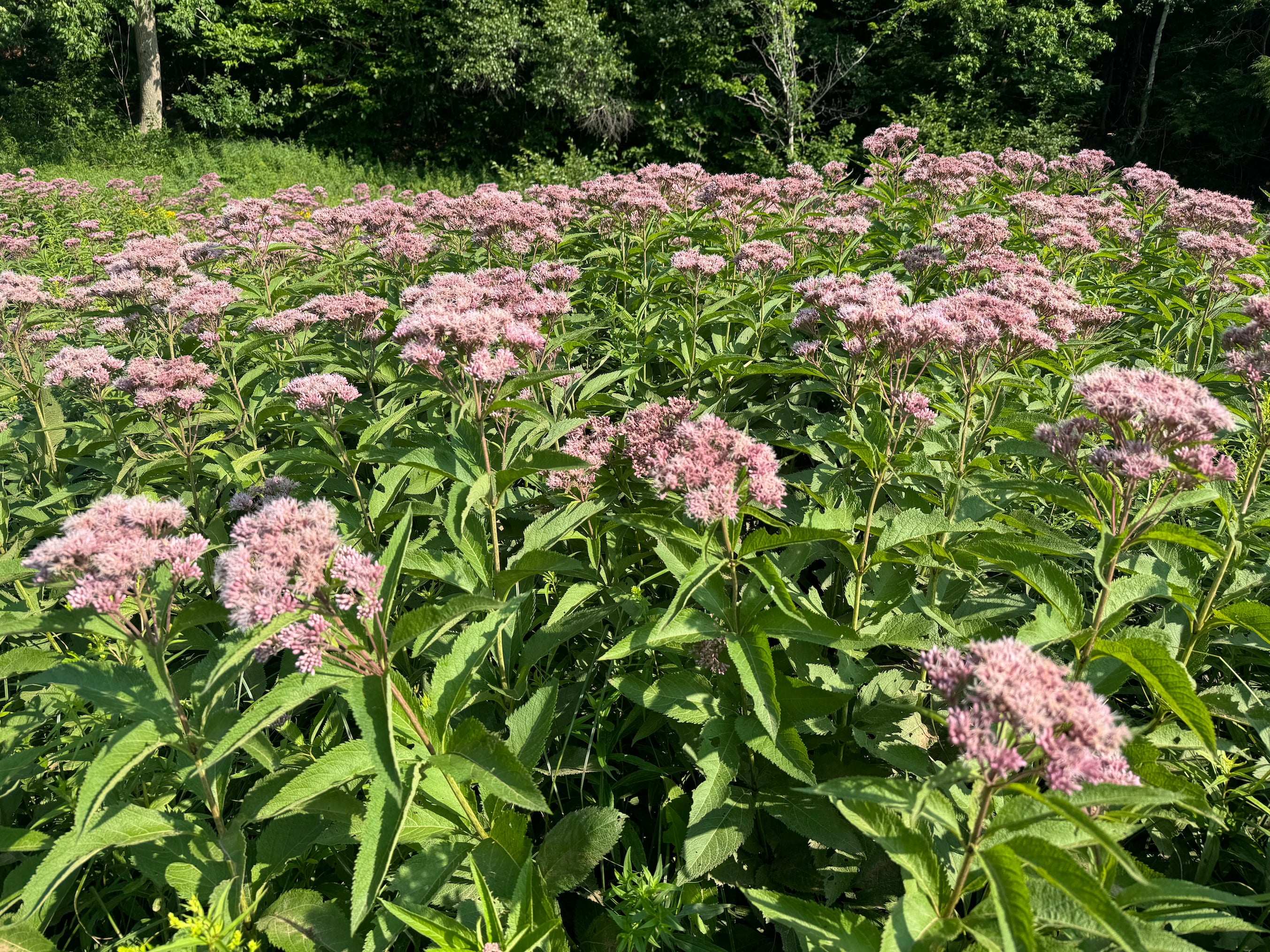 Spotted Joe-Pye Weed (Eutrochium maculatum) — Annapolis Seeds