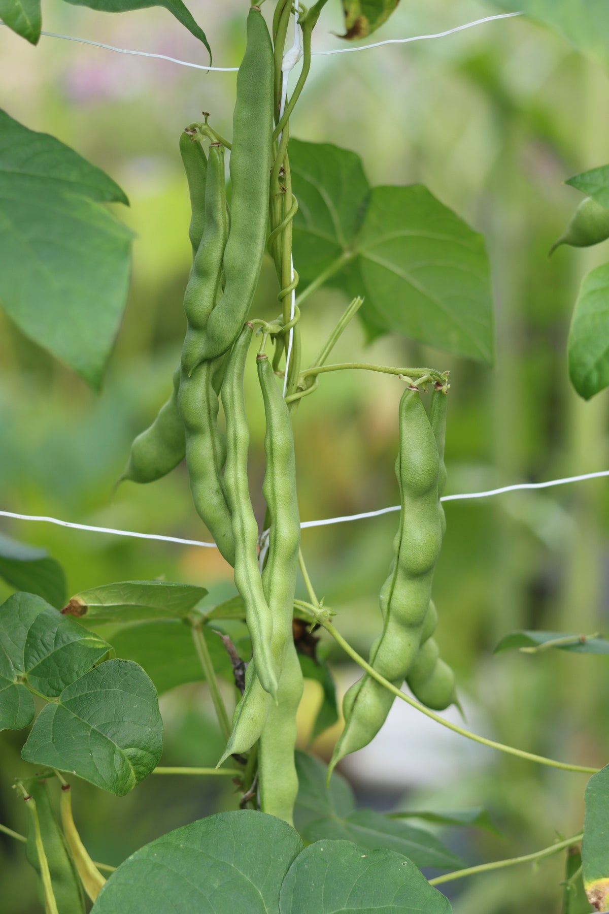Steeves Caseknife Pole Bean — Annapolis Seeds