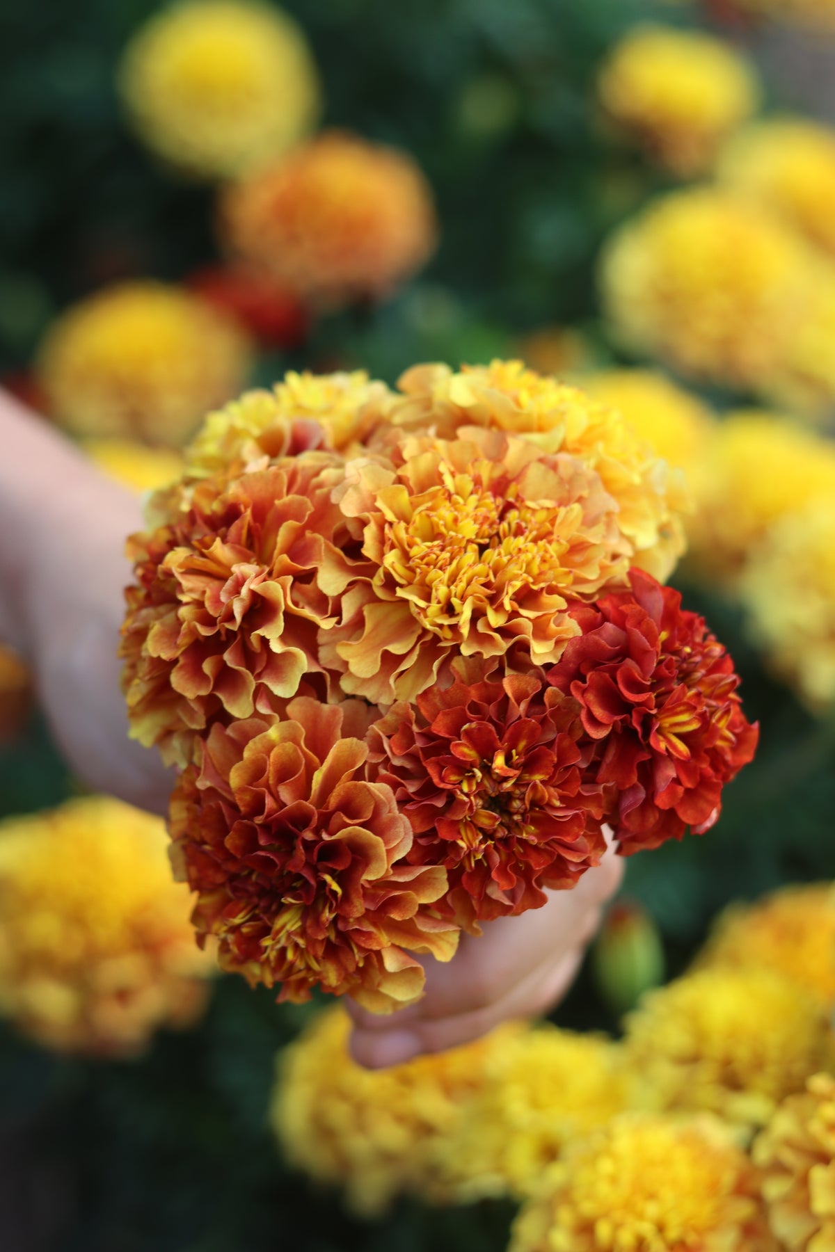 Strawberry Blonde Marigold — Annapolis Seeds