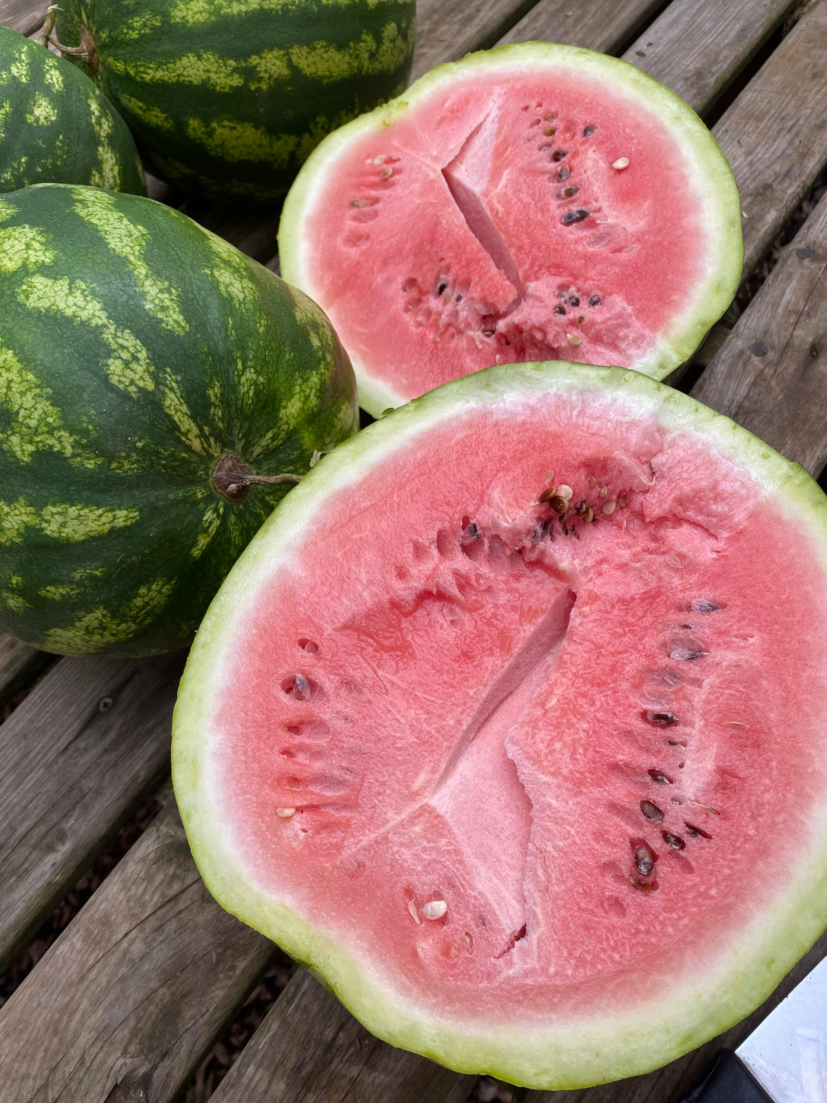 Sweet Dakota Rose Watermelon — Annapolis Seeds