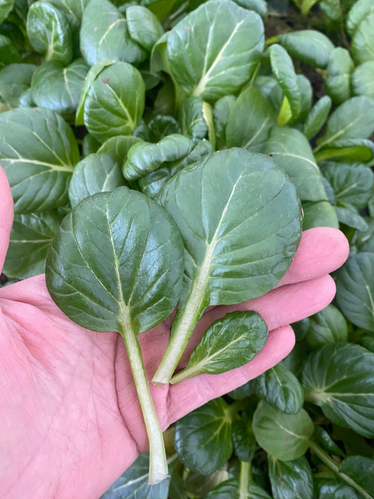 Tatsoi Seeds — Annapolis Seeds