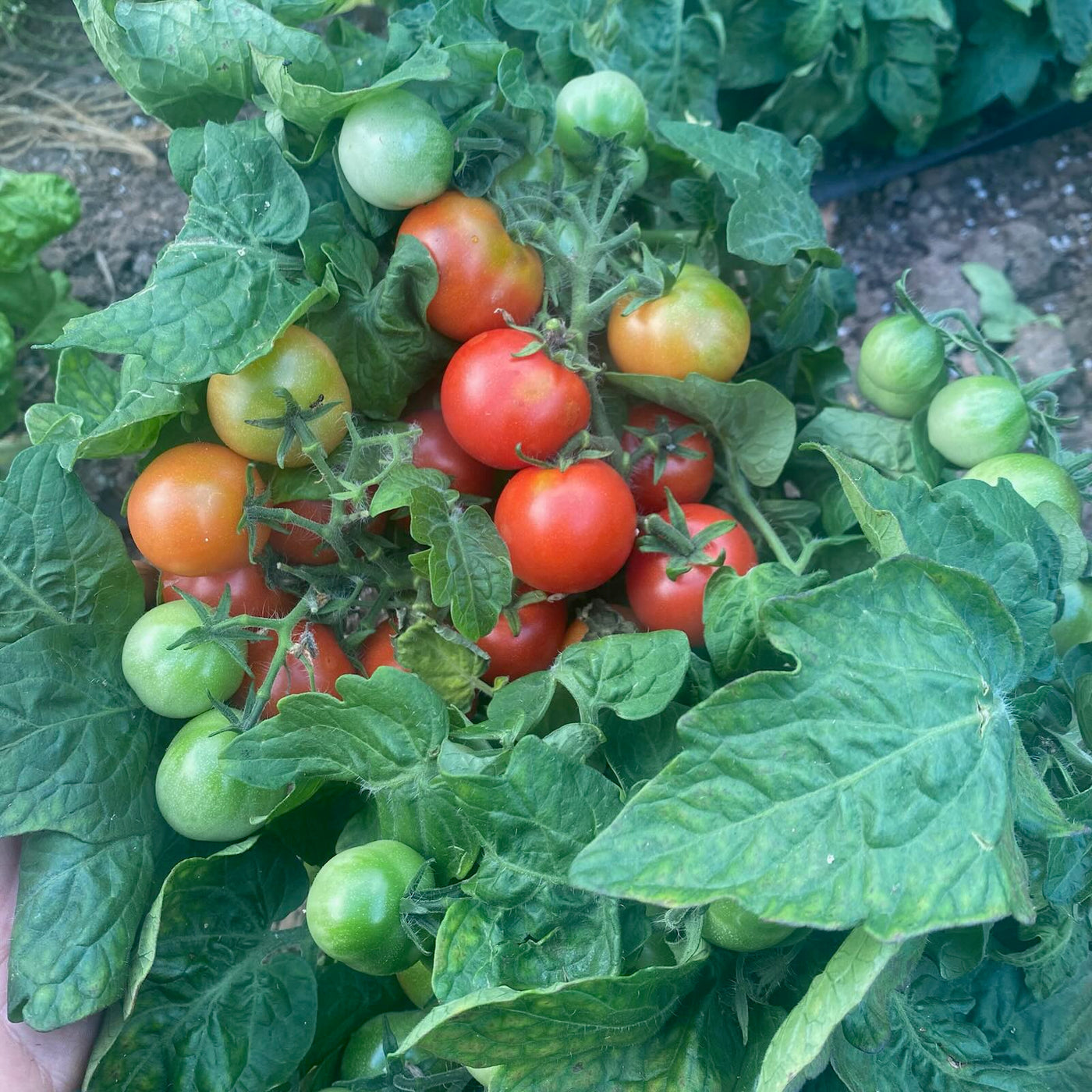 Tiny Tim Tomato — Annapolis Seeds