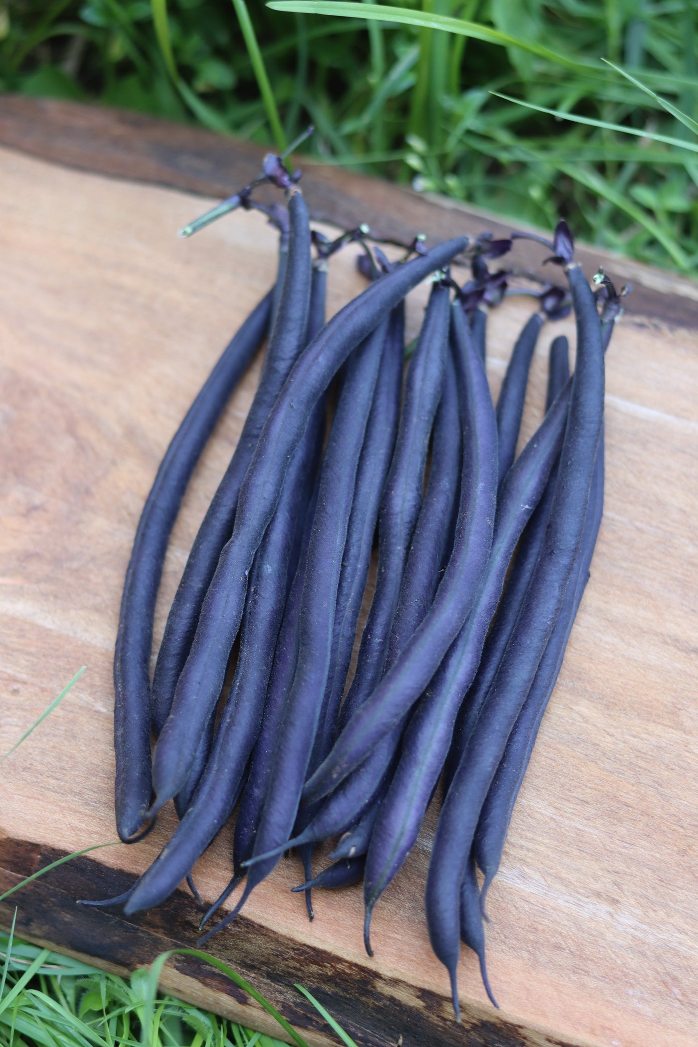 Velour Bush Bean — Annapolis Seeds