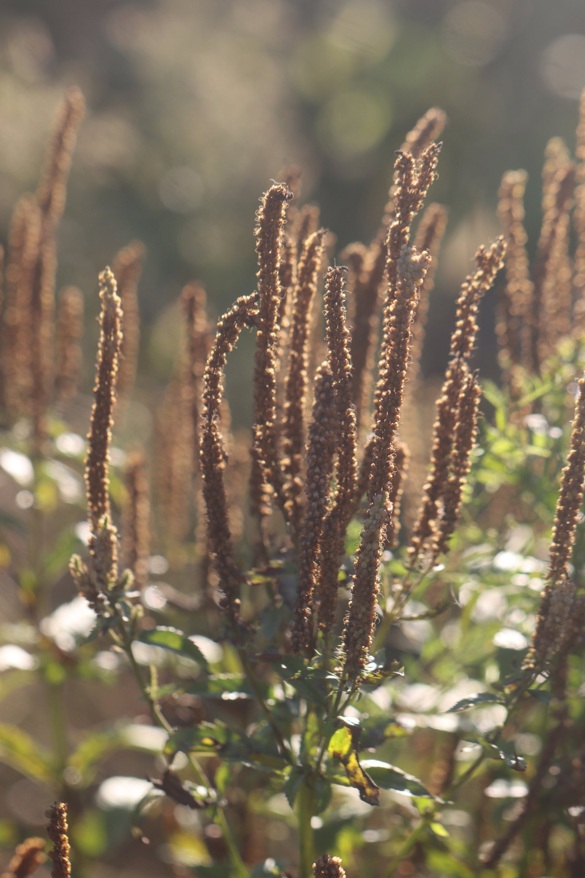 Veronica (Speedwell) Seeds — Annapolis Seeds