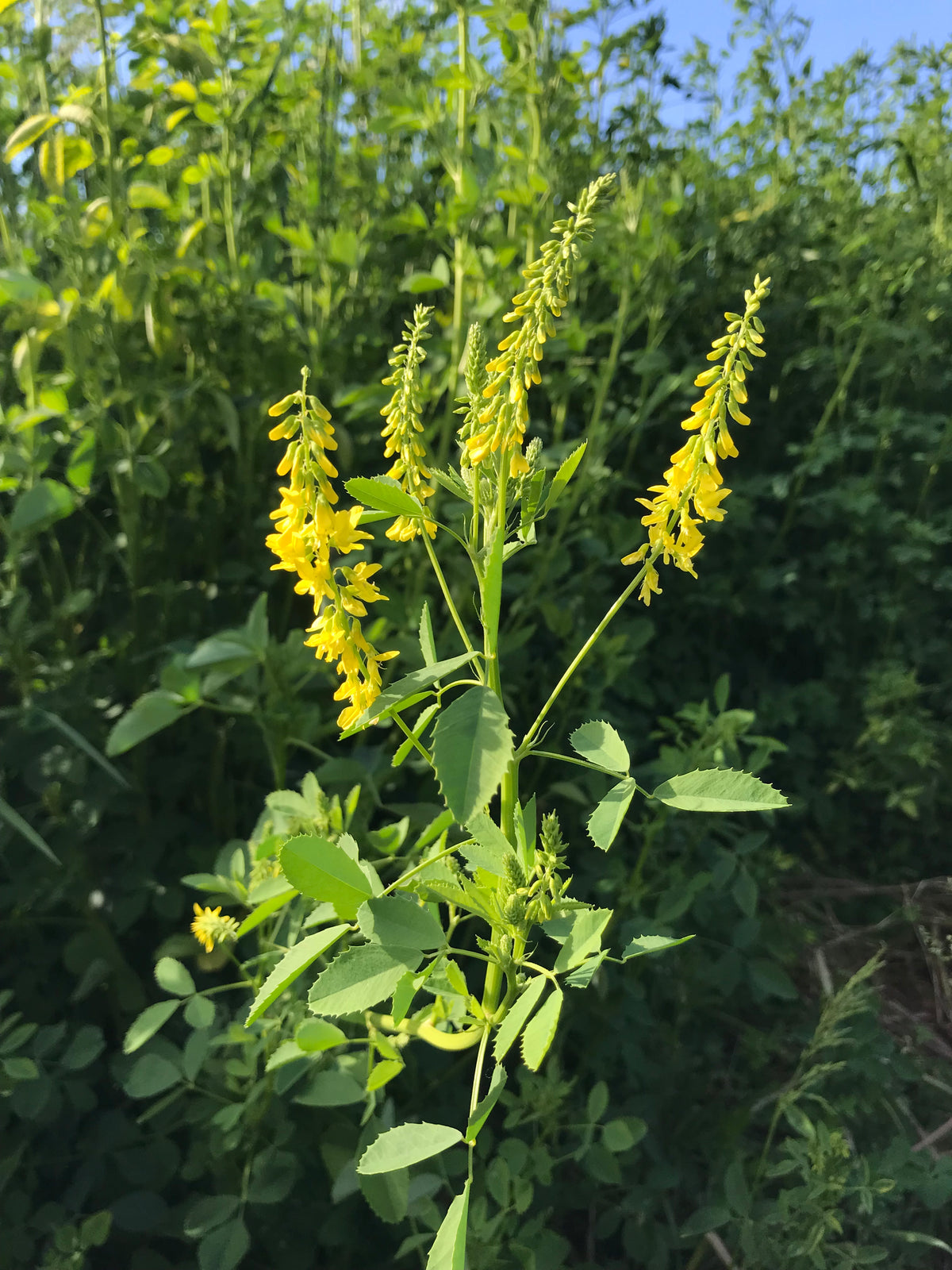 Yellow Sweet Clover (Melilotus officinalis) — Annapolis Seeds