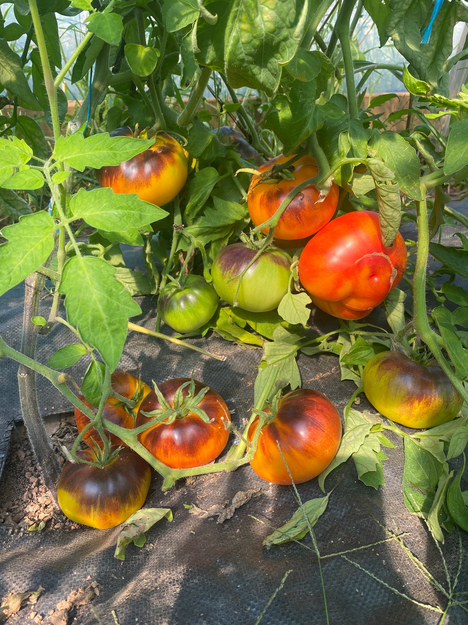 Alice's Dream Tomato — Annapolis Seeds