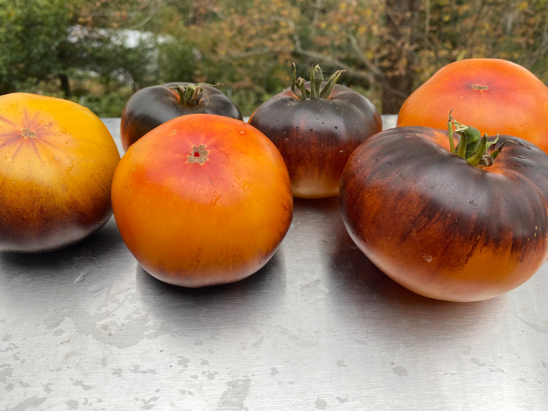 Alice's Dream Tomato — Annapolis Seeds