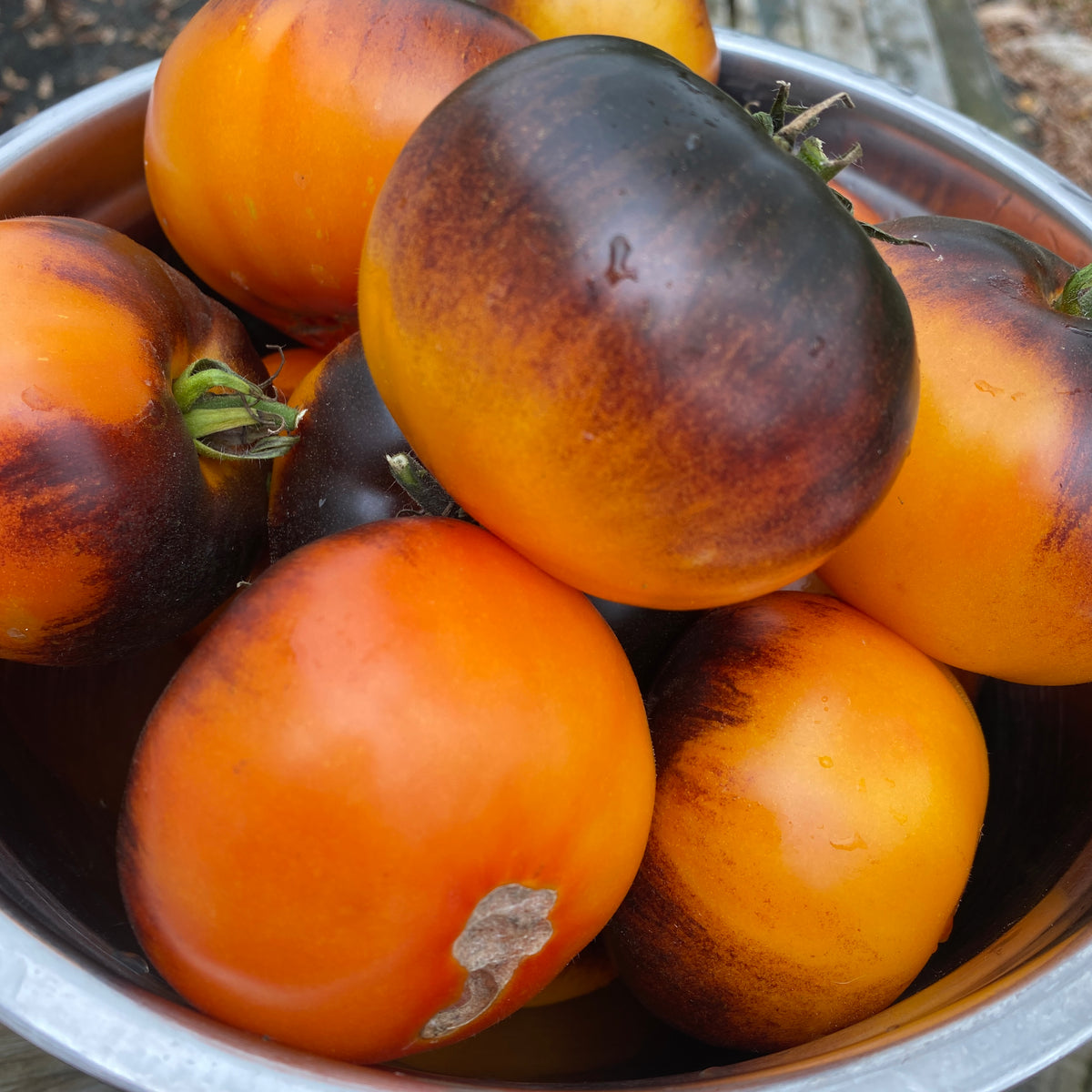 Alice's Dream Tomato — Annapolis Seeds