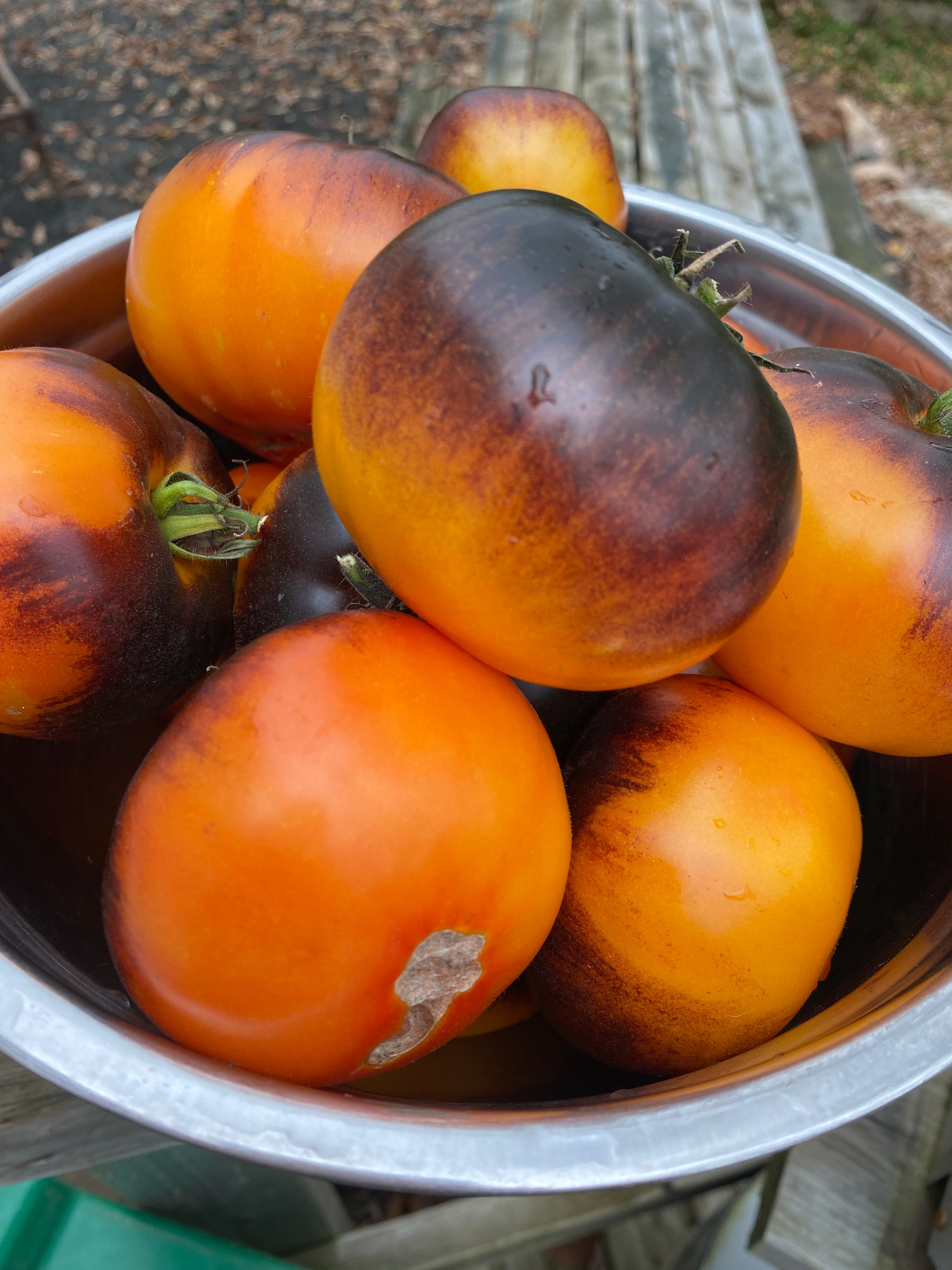 Alice's Dream Tomato — Annapolis Seeds