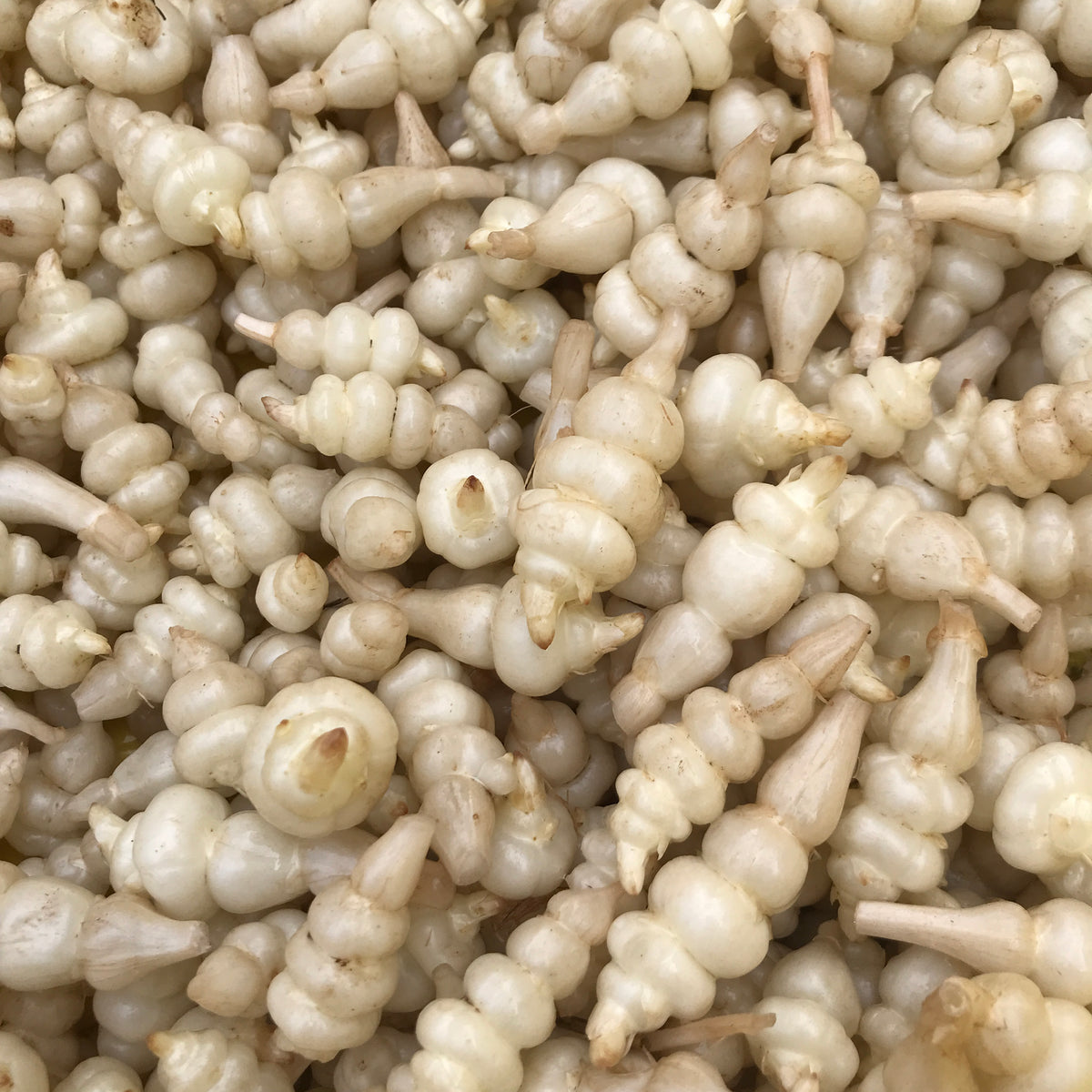 Crosne - Chinese Artichoke (12 roots) — Annapolis Seeds
