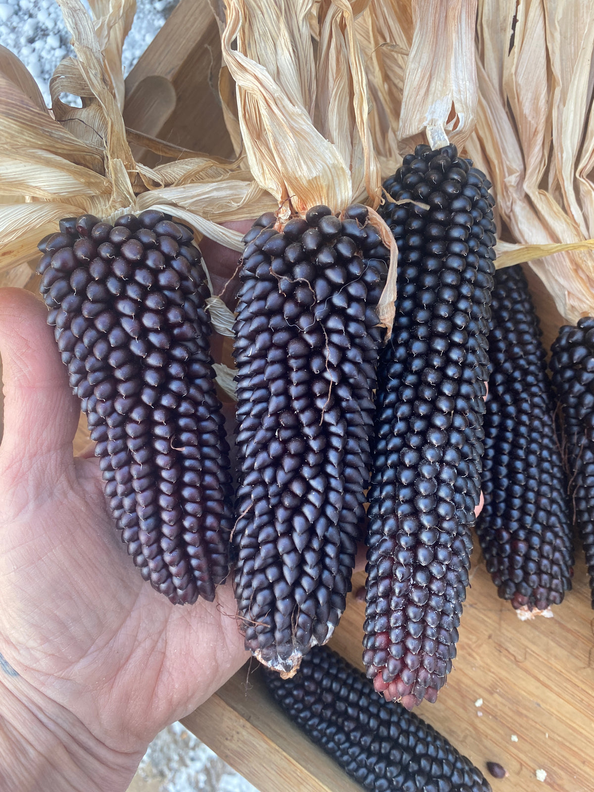 Dakota Black Popcorn — Annapolis Seeds