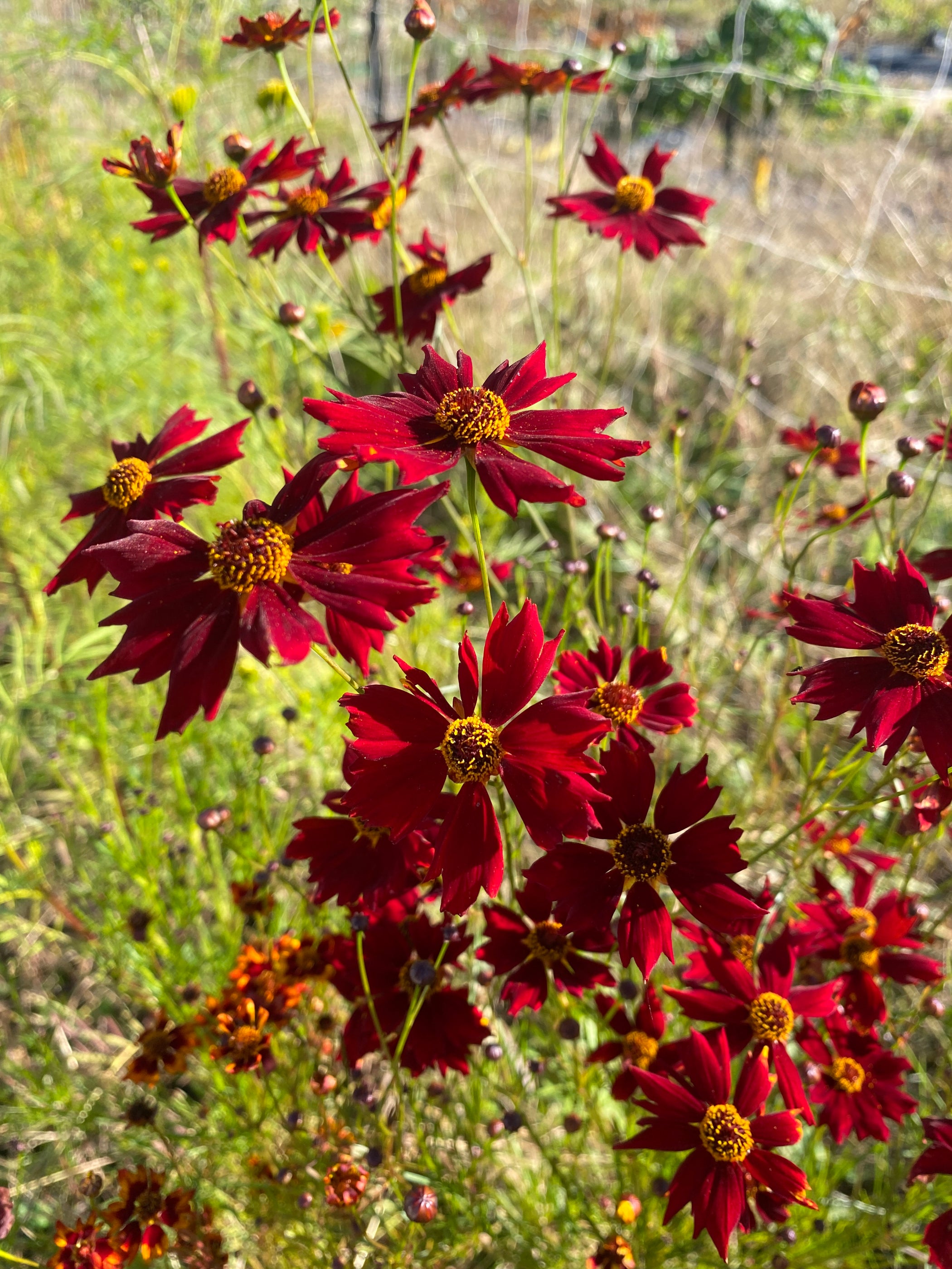 Dwarf Red Dyer's Coreopsis — Annapolis Seeds