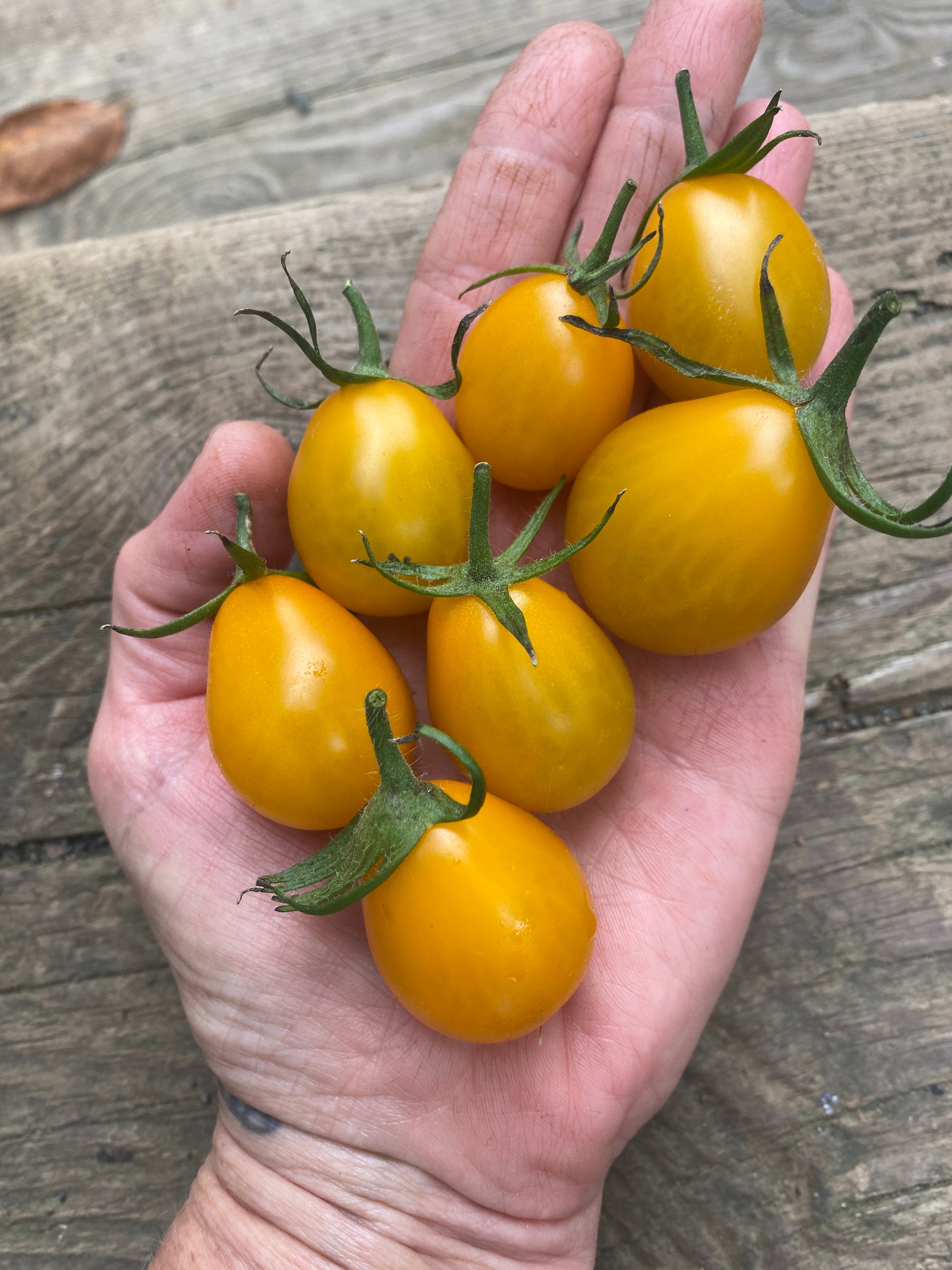 Flaming Burst Cherry Tomato — Annapolis Seeds