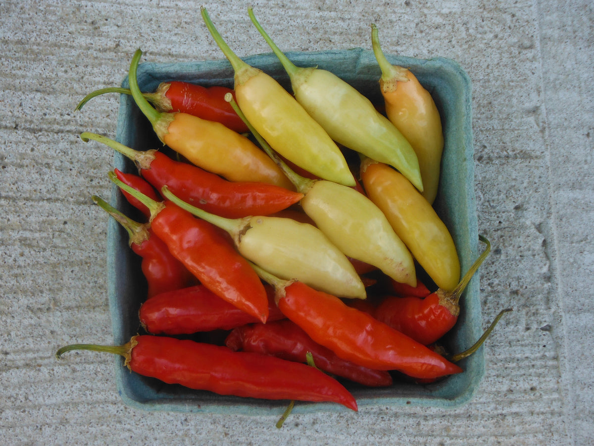Aji Crystal Pepper Seeds - Grown in Nova Scotia Canada — Annapolis Seeds
