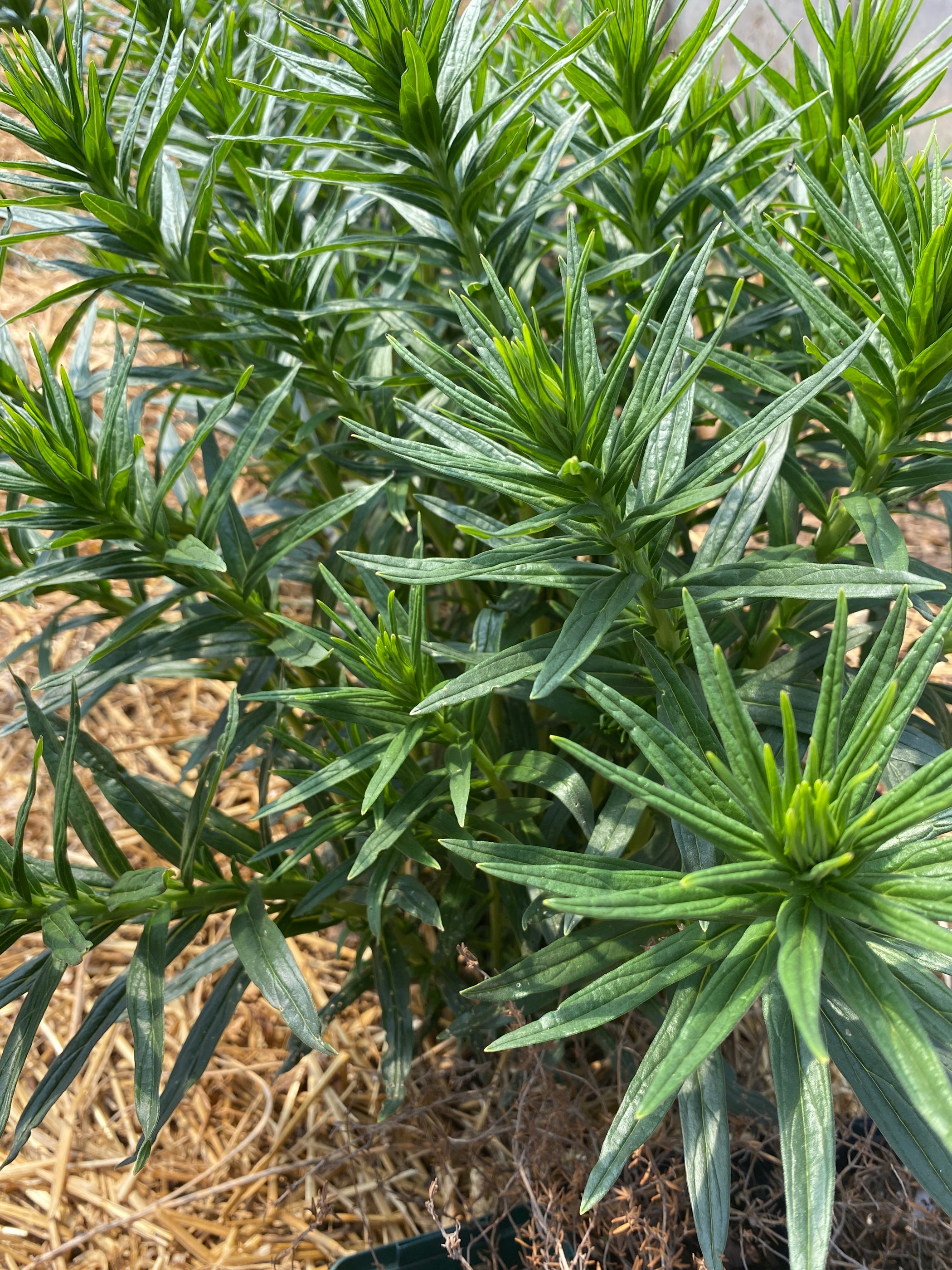 Murasaki - Purple Gromwell — Annapolis Seeds