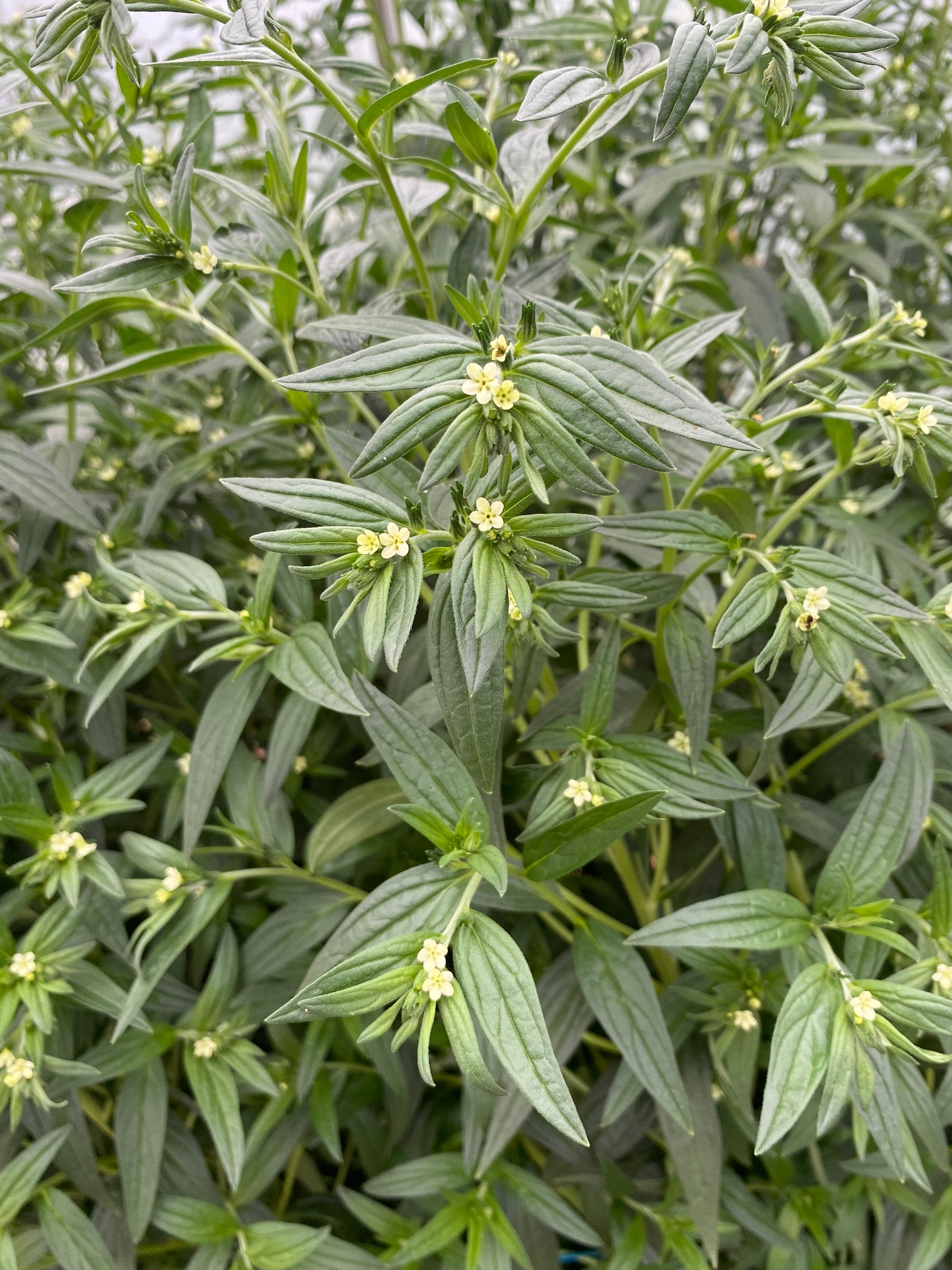 Murasaki - Purple Gromwell — Annapolis Seeds