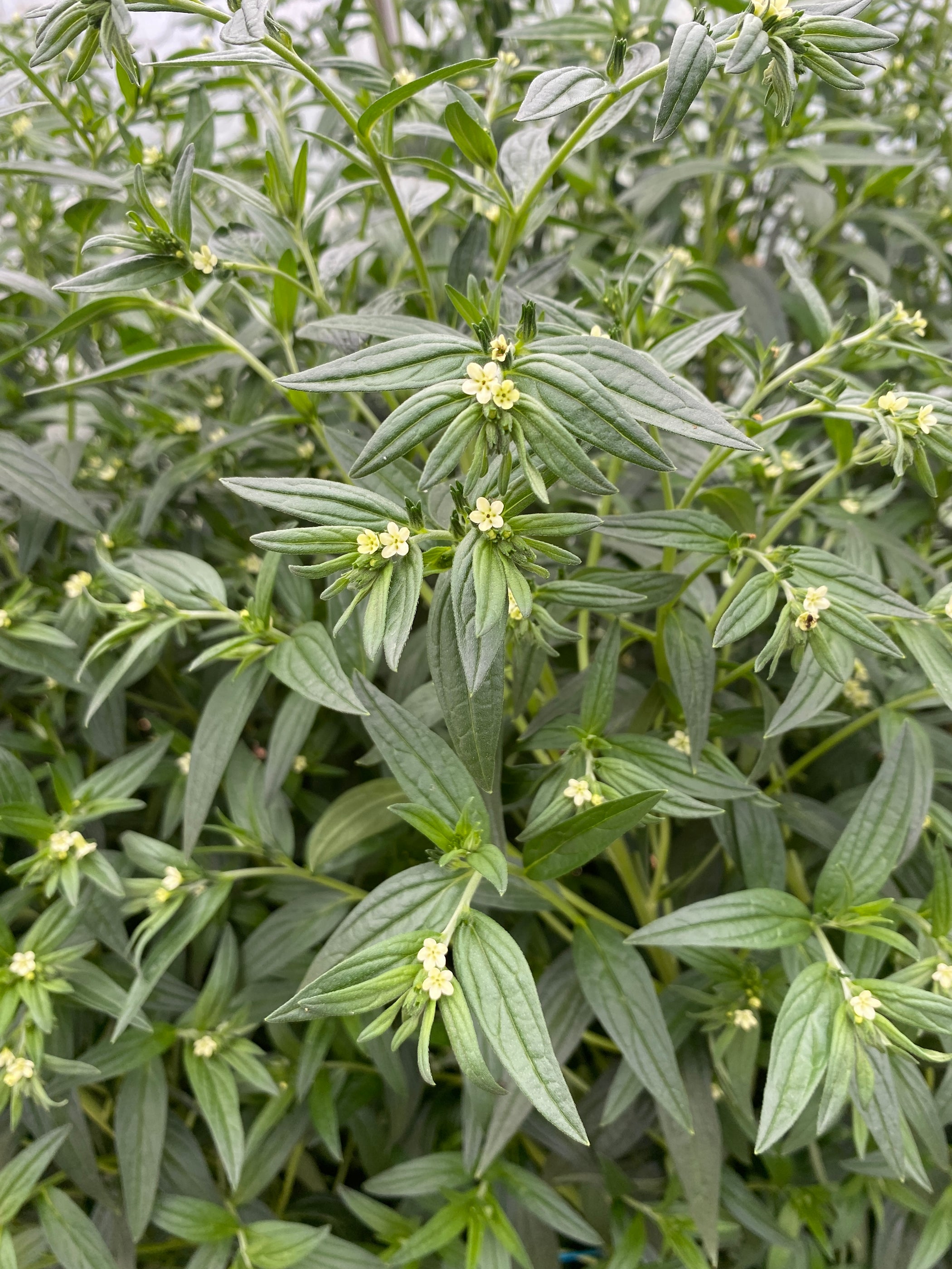 Murasaki - Purple Gromwell — Annapolis Seeds