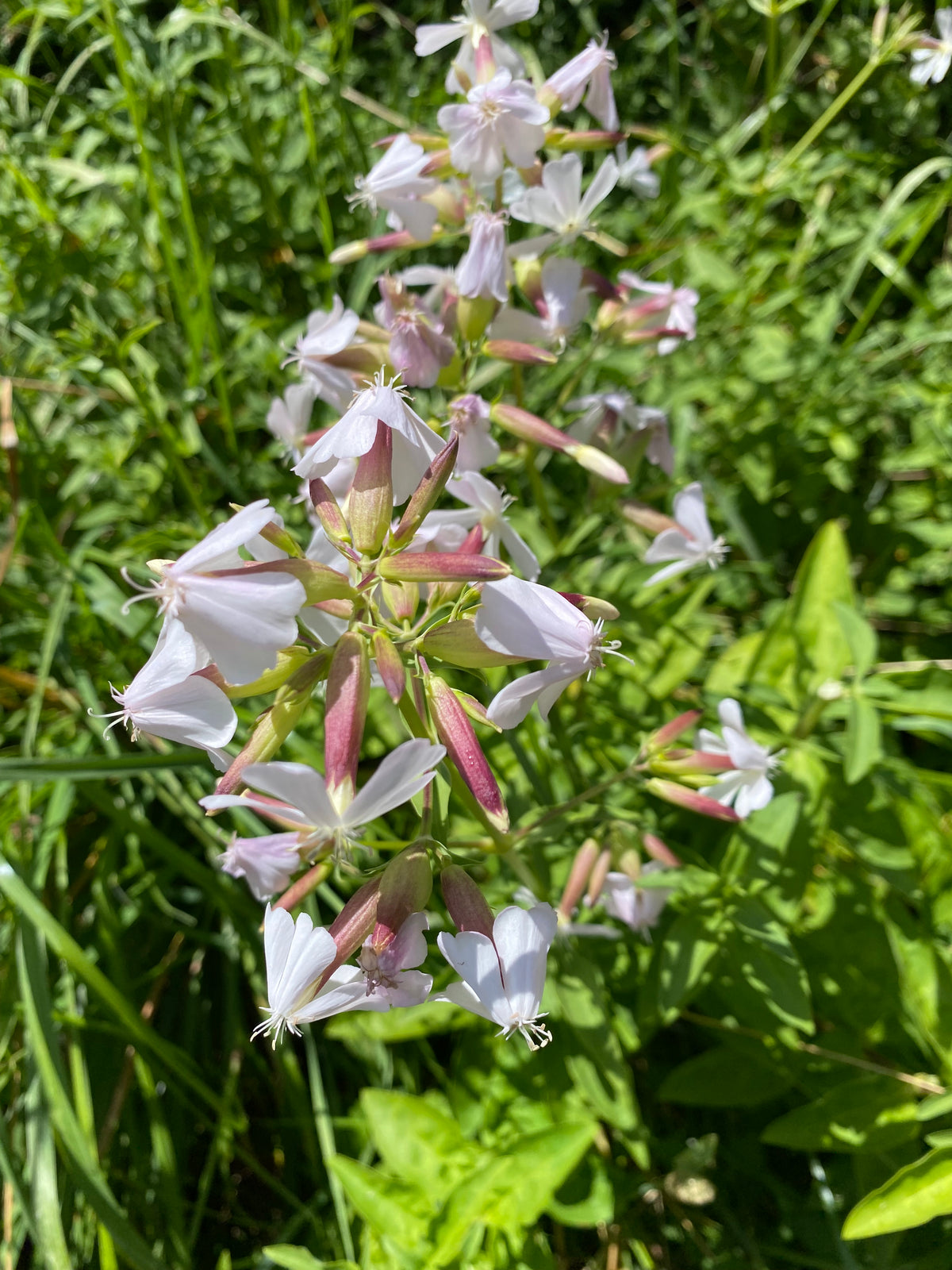 Soapwort Seeds (Saponaria officinalis) — Annapolis Seeds