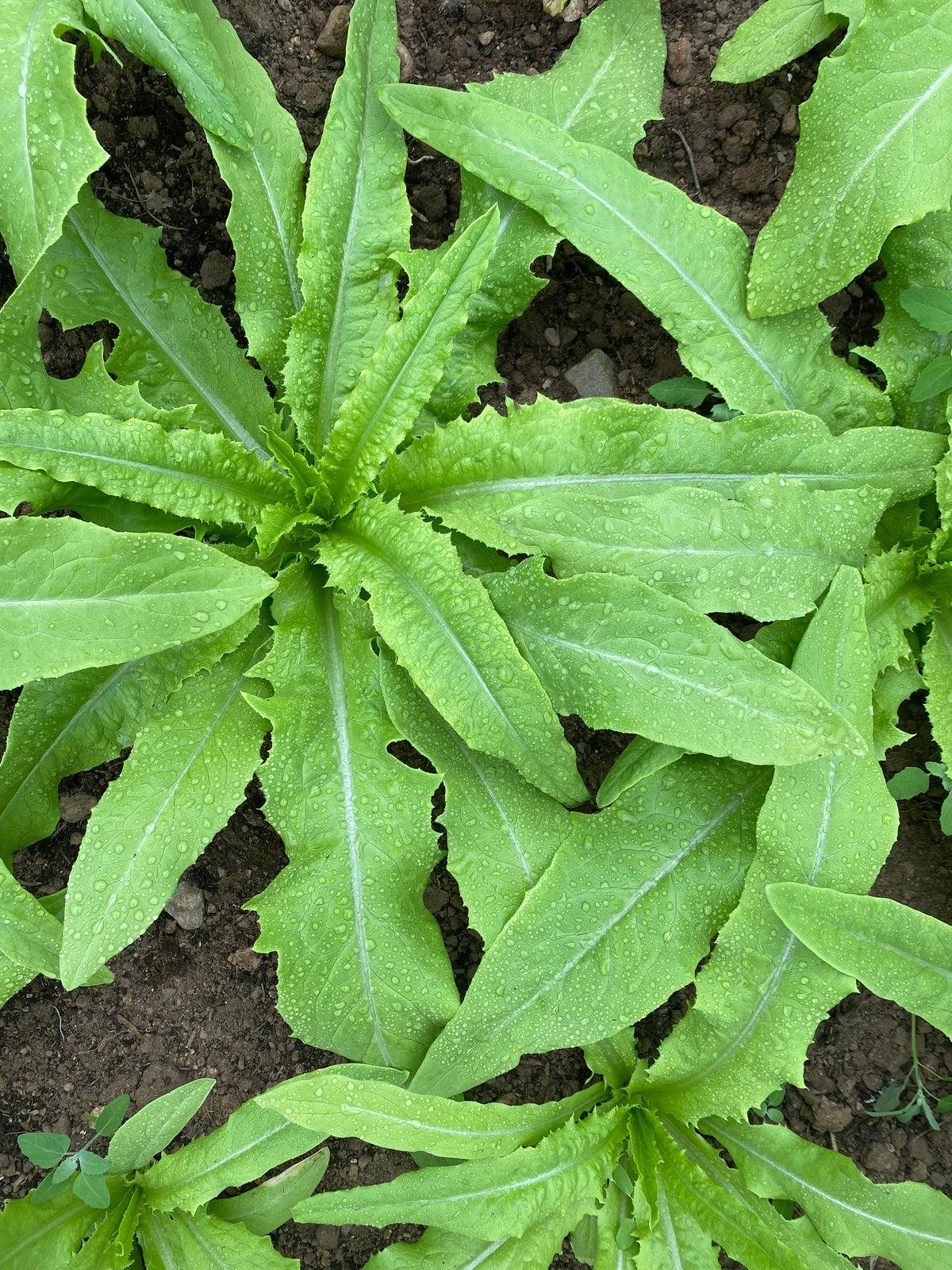 Taiwanese Sword Choy Lettuce — Annapolis Seeds