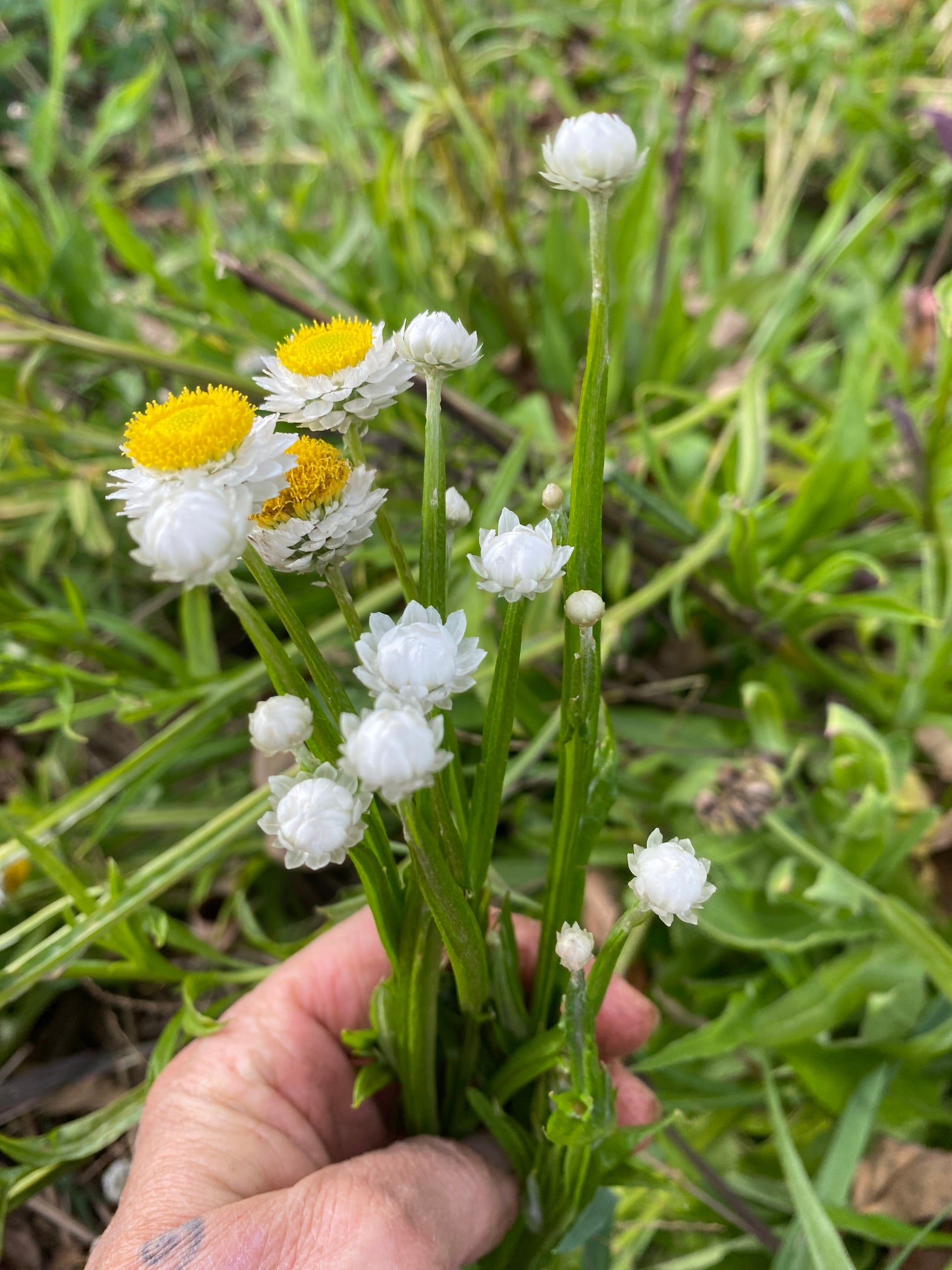 Winged Everlasting (Ammobium alatum) — Annapolis Seeds
