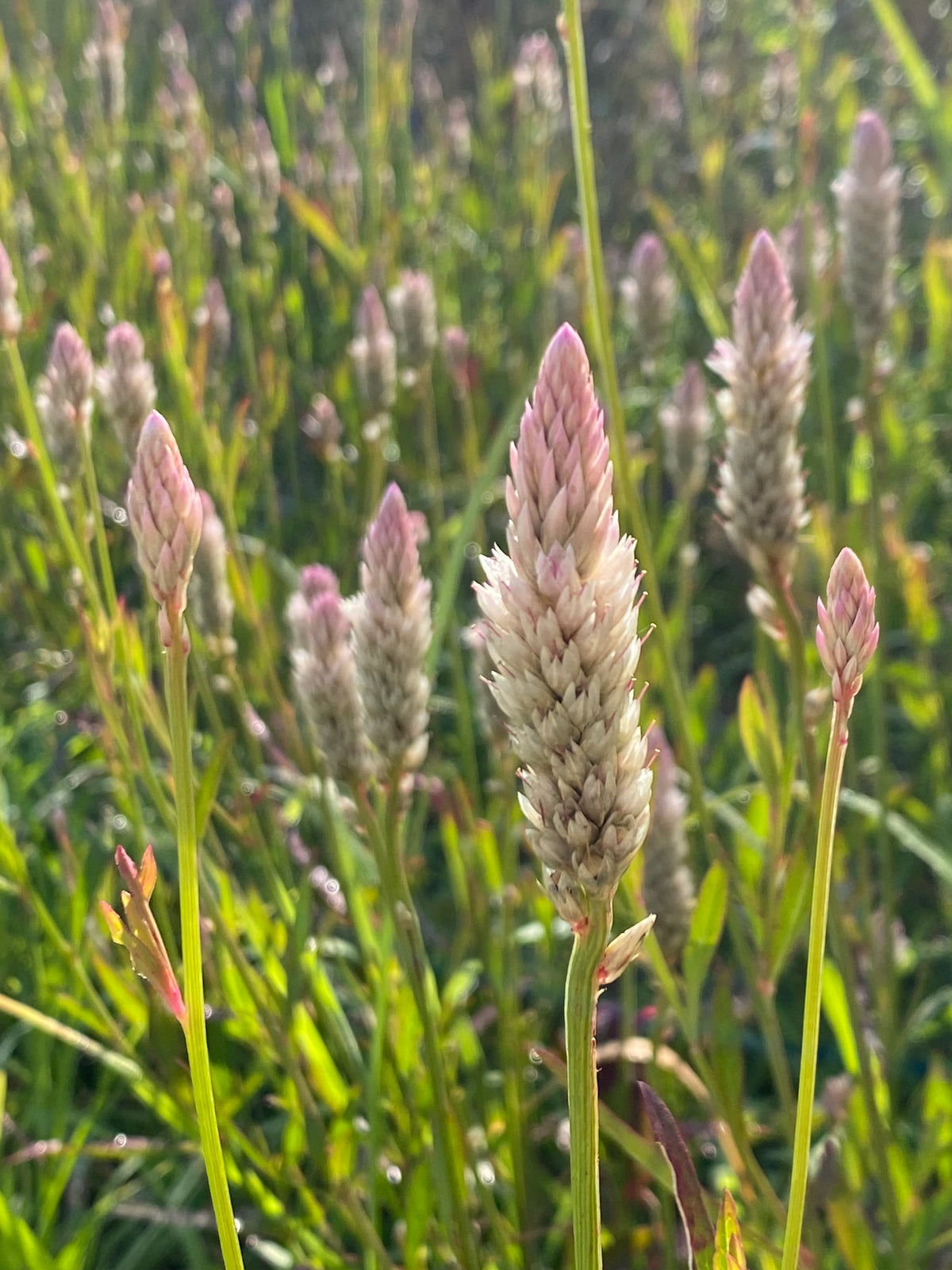 Xantippe Celosia — Annapolis Seeds