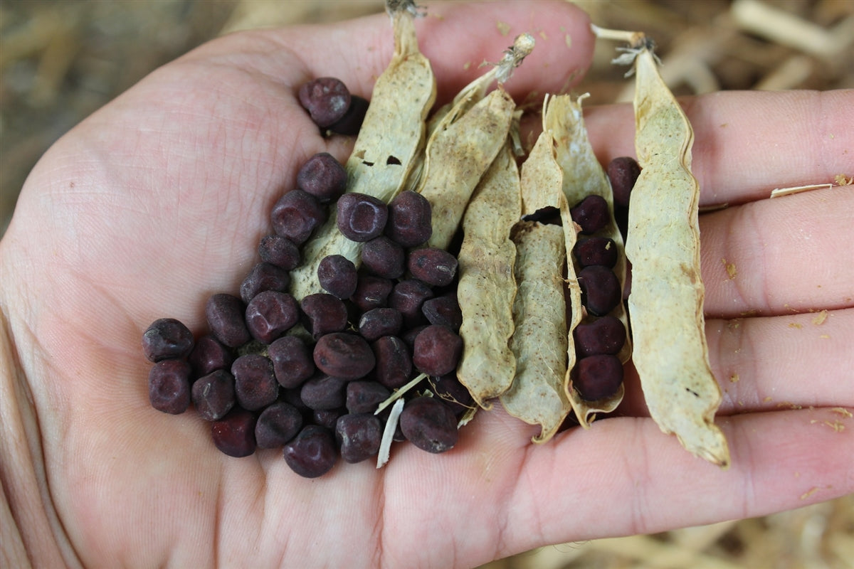 Swedish Red Pea (aka Biskopens) - Seeds Grown in Nova Scotia ...