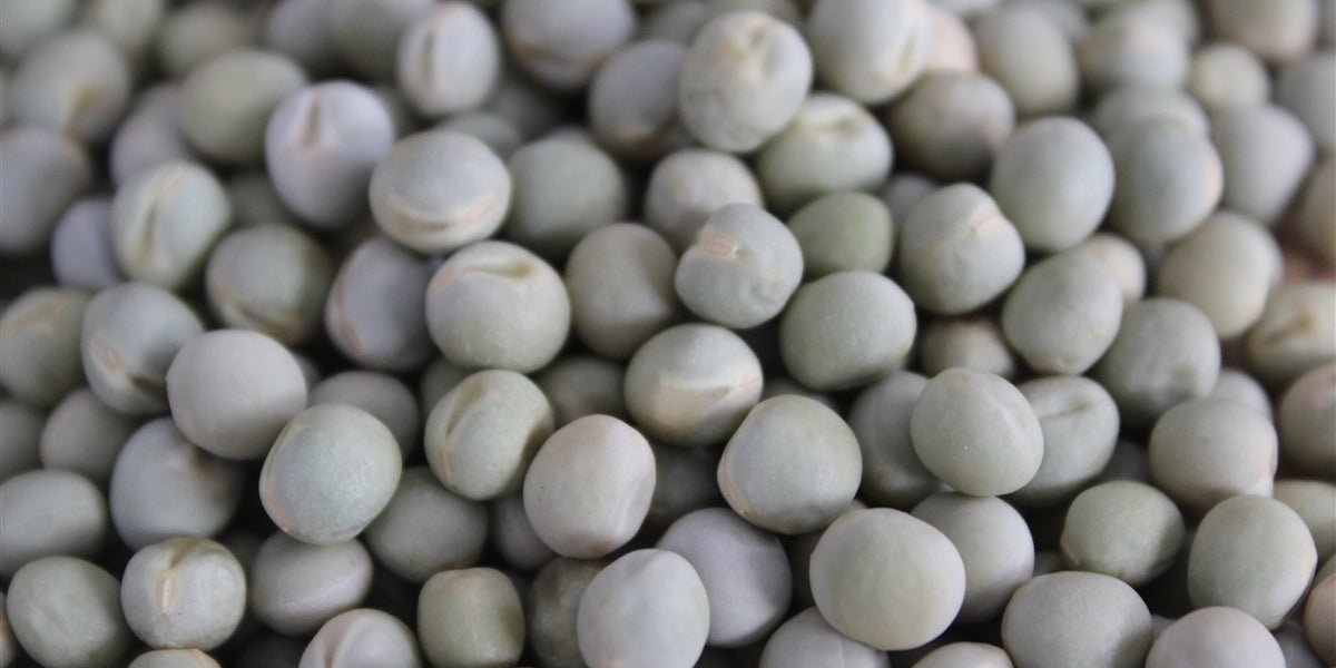 St. Hubert Soup Pea - Grown in Nova Scotia — Annapolis Seeds