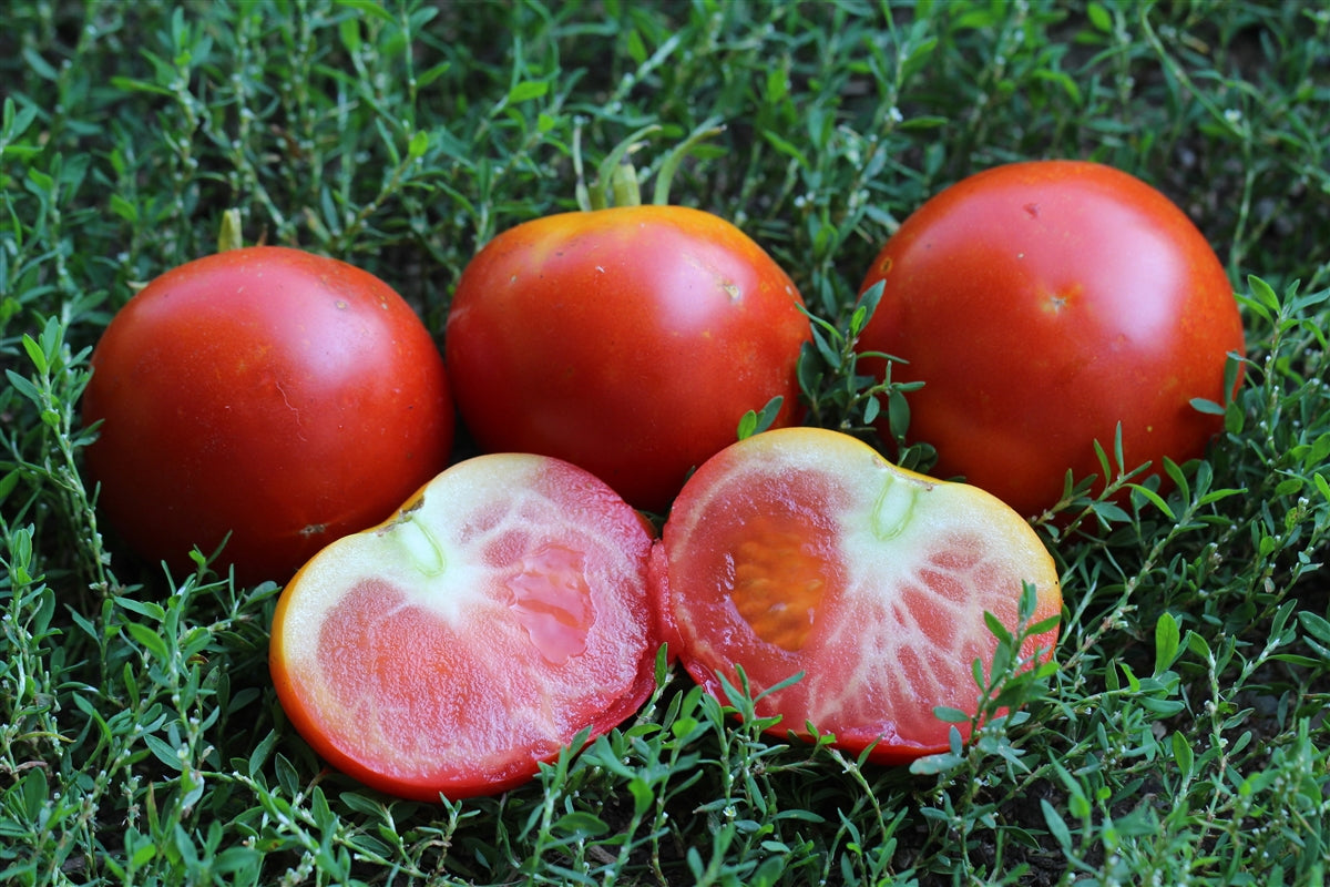 Double Rich Tomato Seeds — Annapolis Seeds