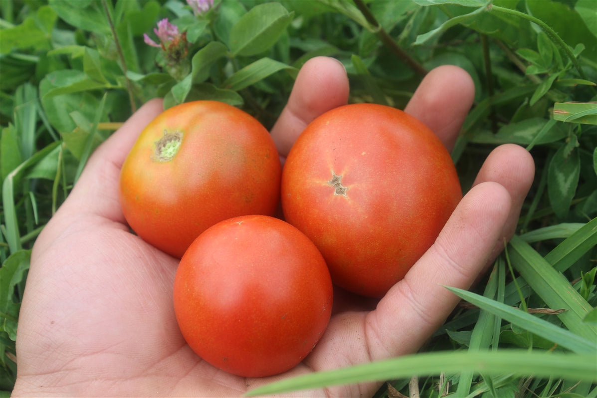 Double Rich Tomato Seeds — Annapolis Seeds