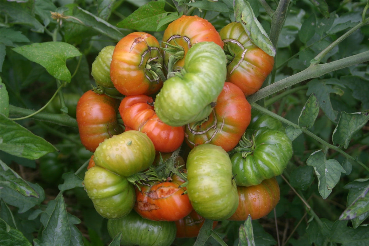 Bali Tomato Seeds - Grown in Nova Scotia Canada — Annapolis Seeds