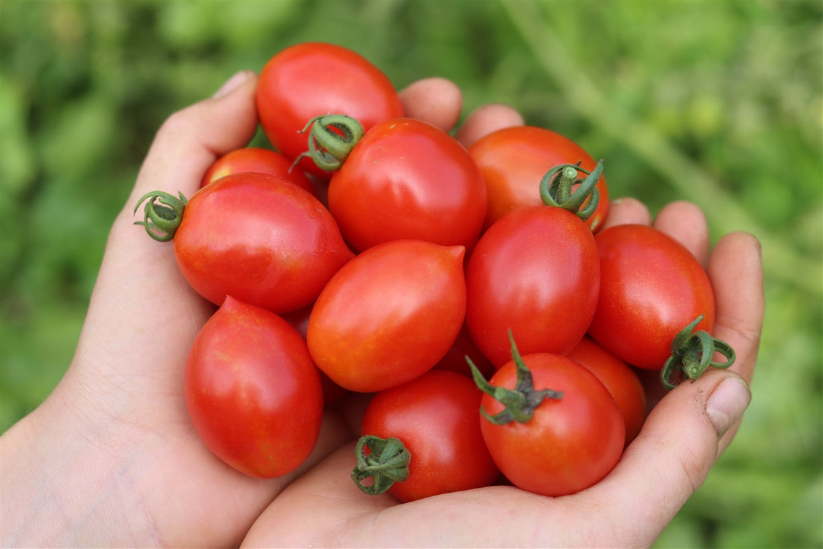 Principe Borghese Tomato Seeds - Grown in Nova Scotia — Annapolis Seeds
