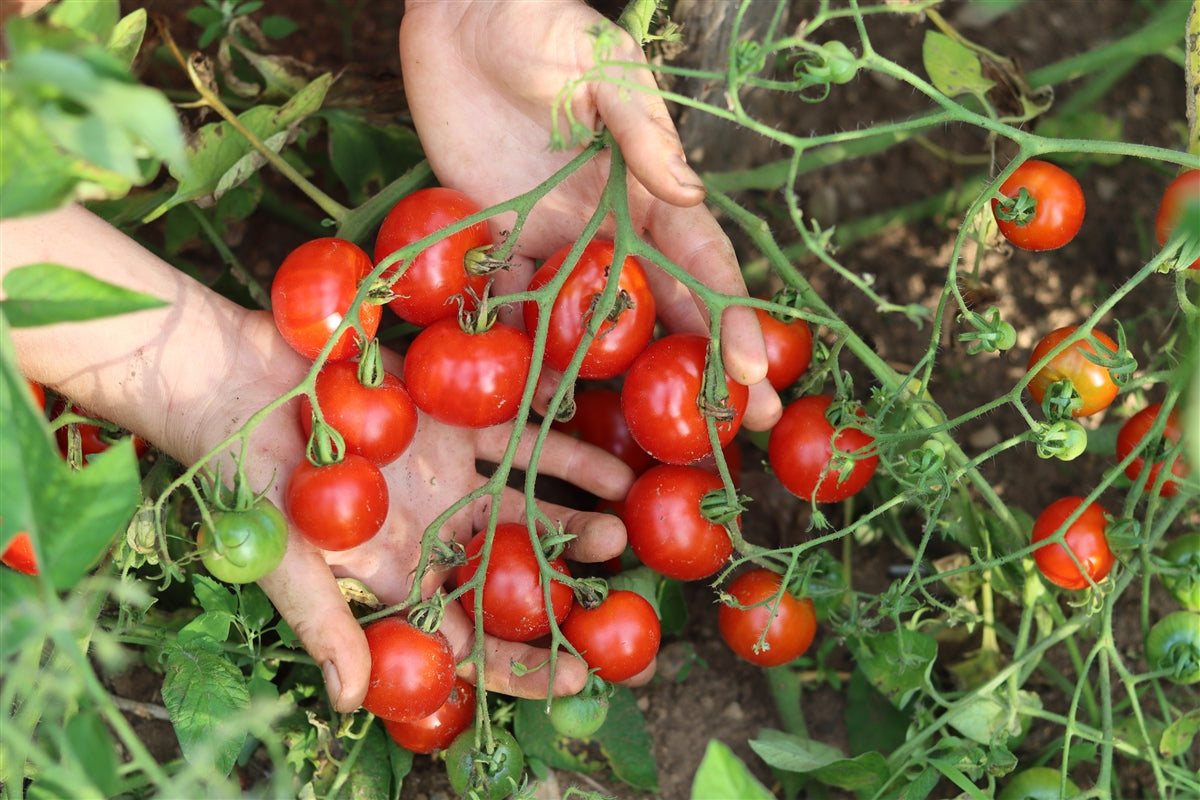 Stupice Tomato Seeds - Grown in Nova Scotia — Annapolis Seeds