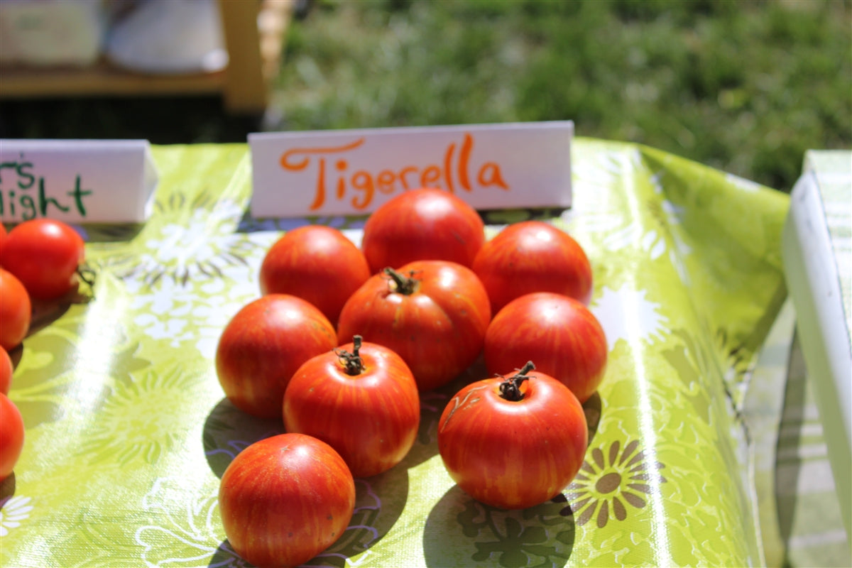 Tigerella Tomato Seeds - Grown in Nova Scotia — Annapolis Seeds