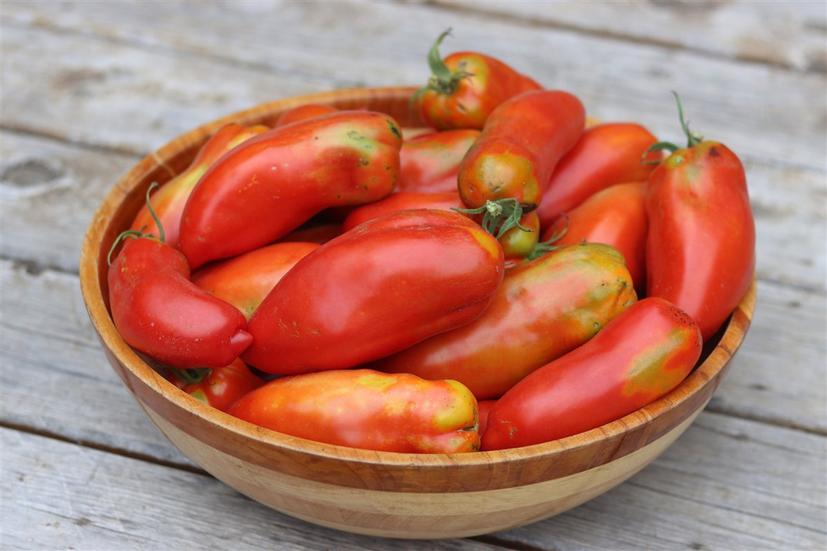Opalka Tomato Seeds - Grown in Nova Scotia — Annapolis Seeds