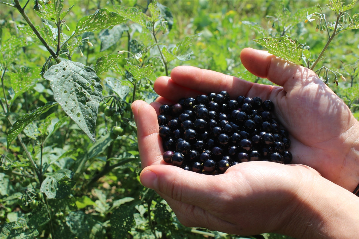 Sunberry (Solanum burbankii) Seeds - Grown in Nova Scotia — Annapolis Seeds