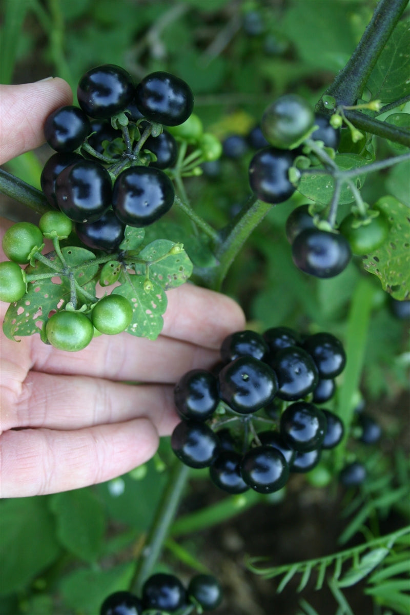 Garden Huckleberry (Solanum melanocerasum) Seeds -Grown in Nova Scotia ...